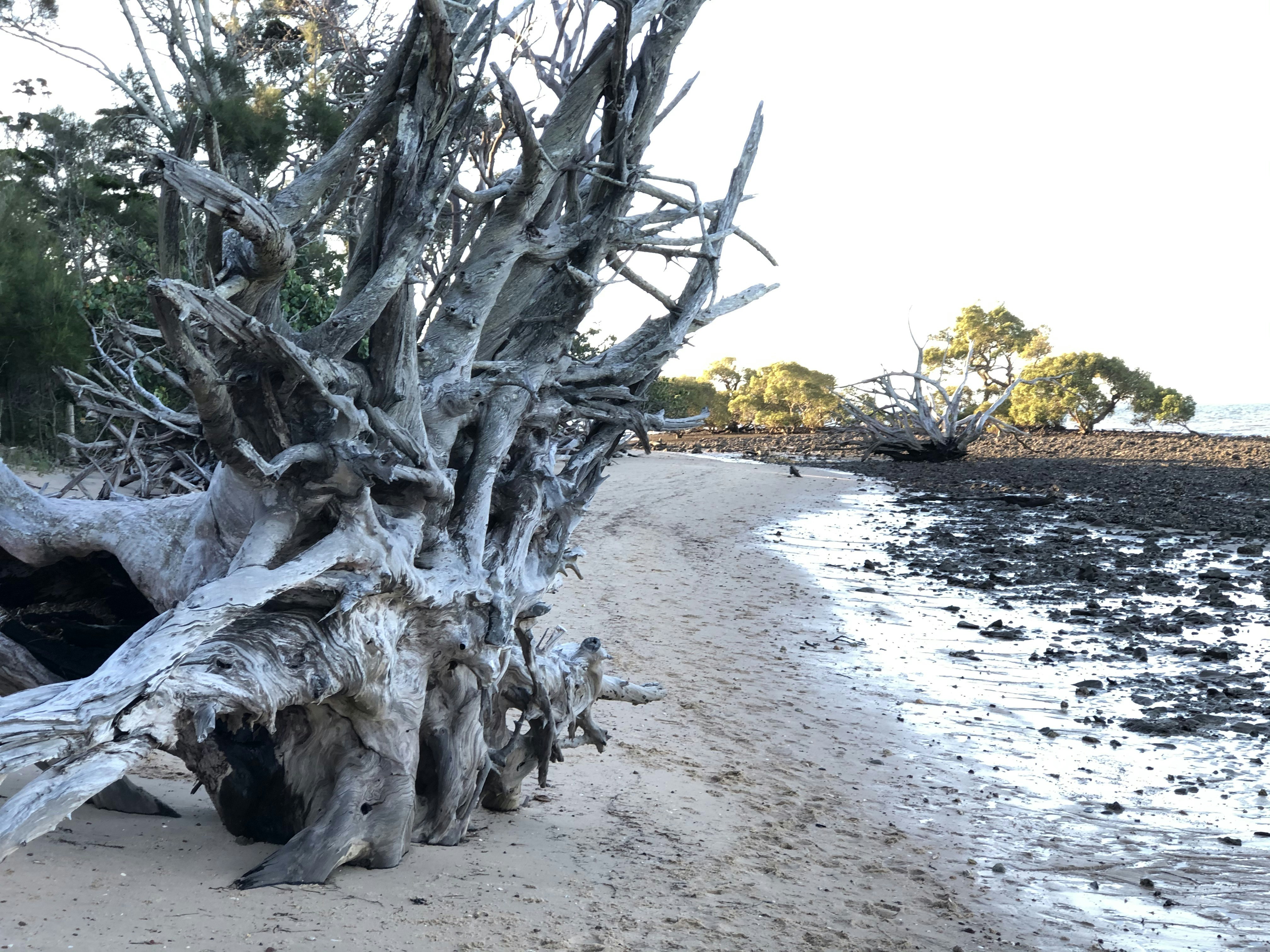 Tangled Giants on the Shore: Weathered Driftwood Along a Quiet Beach