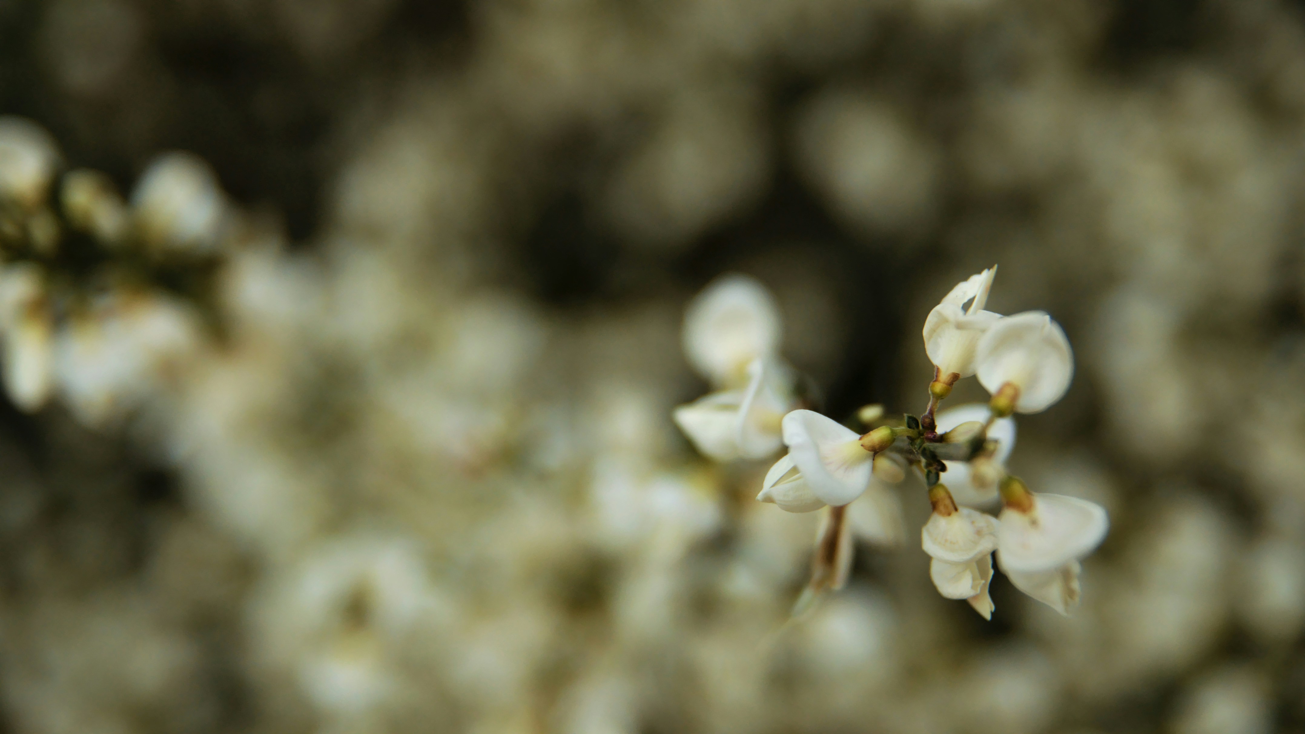 white flower in tilt shift lens
