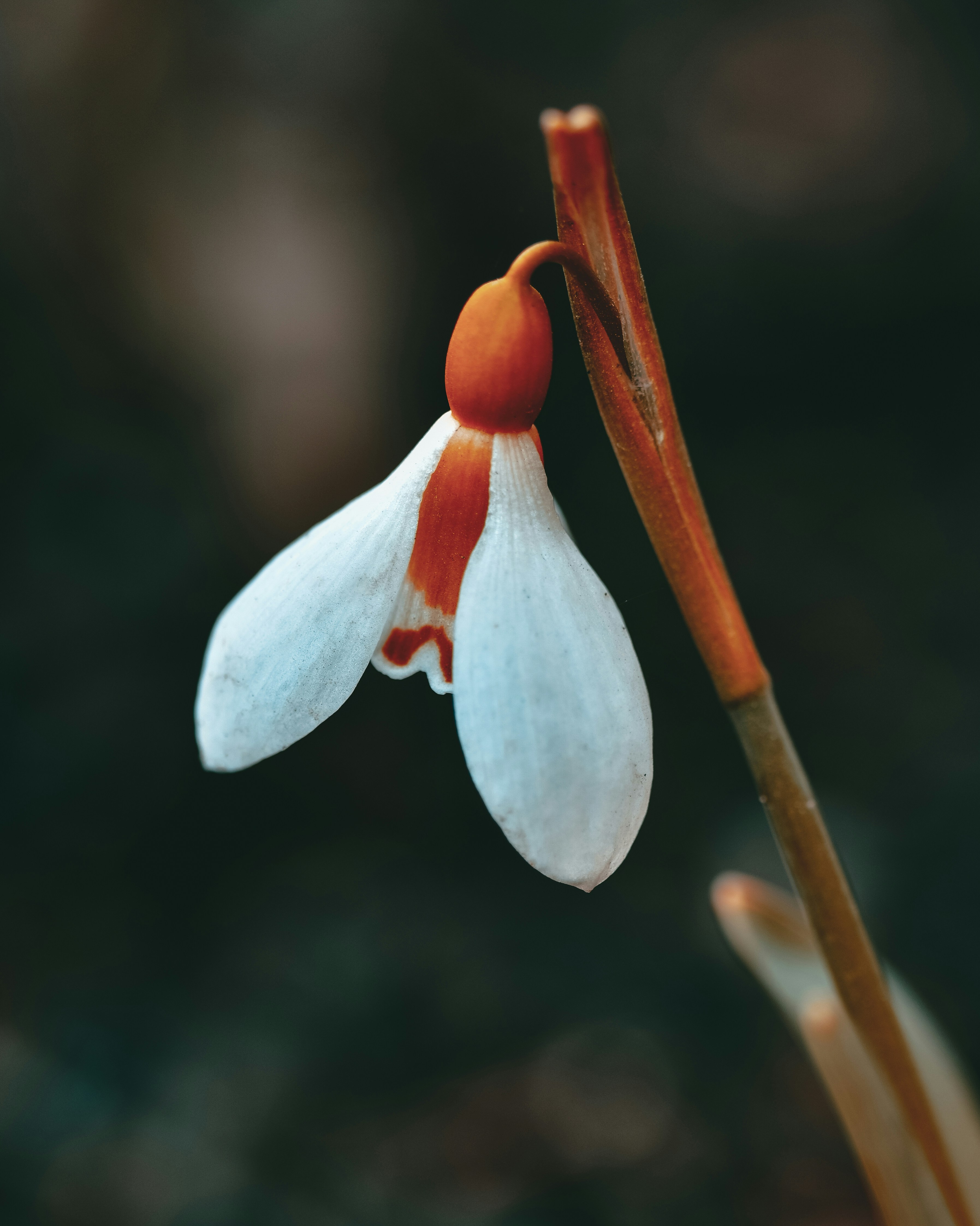 Delicate snowdrop flower with white petals and a striking red center, emerging from a blurred dark background.
