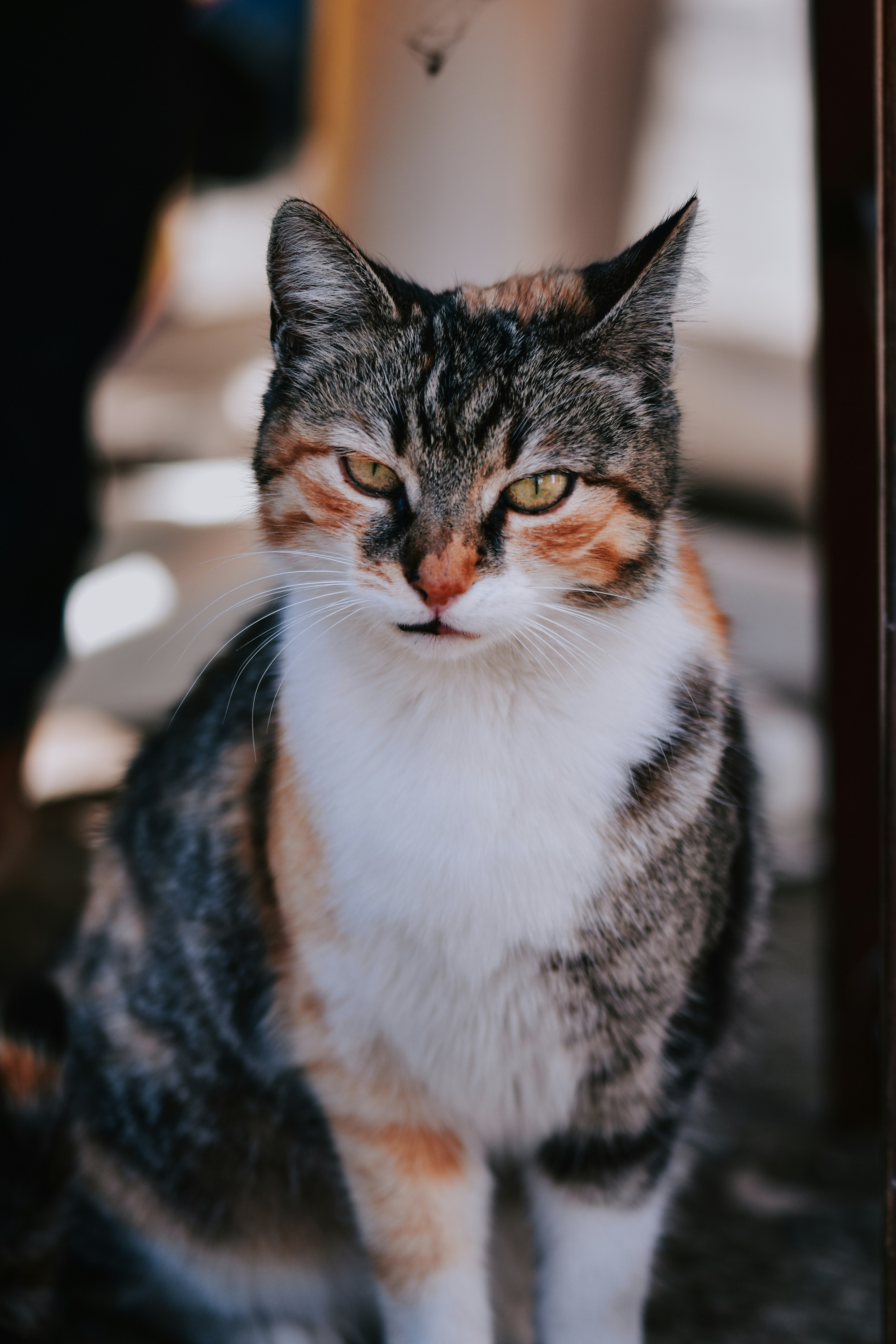 Calico cat with piercing green eyes gazing intently, showcasing its unique fur patterns and expression. The background features soft, blurred colors, enhancing the cat's presence.
