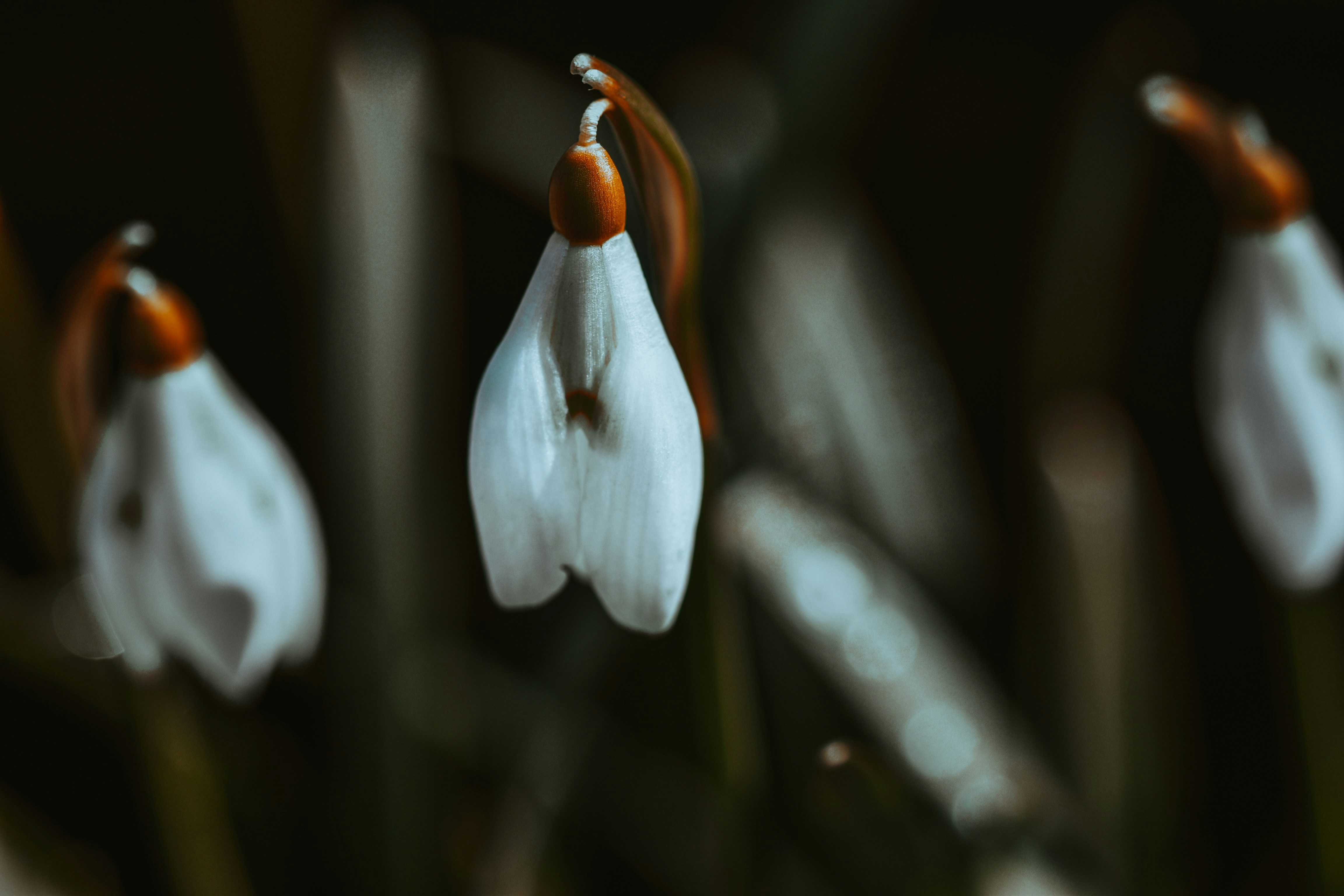 Delicate snowdrop flowers emerge from the dark earth, signaling the transition from winter to spring.