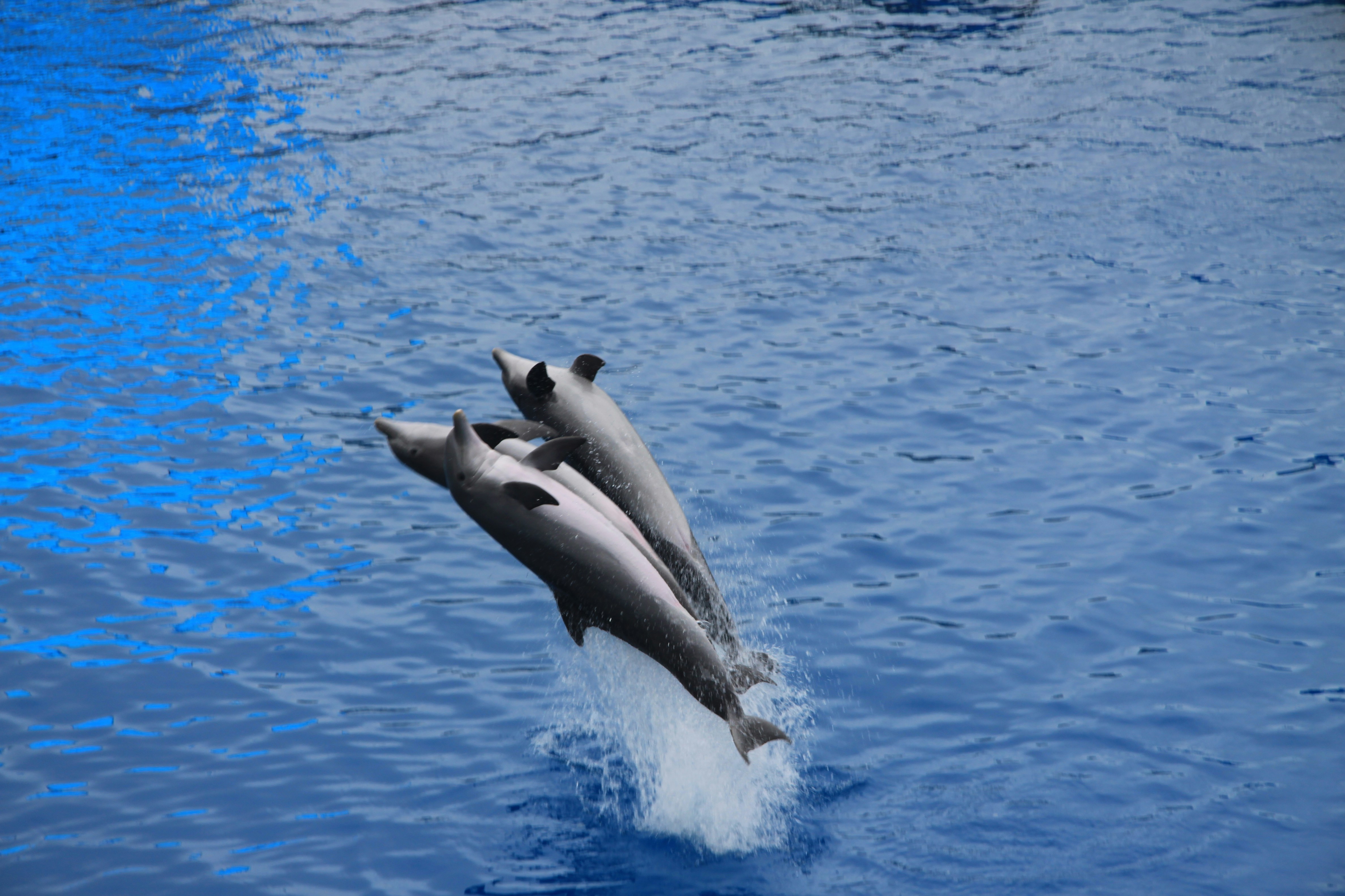 Black and white dolphin jumping on water during daytime photo – Free ...