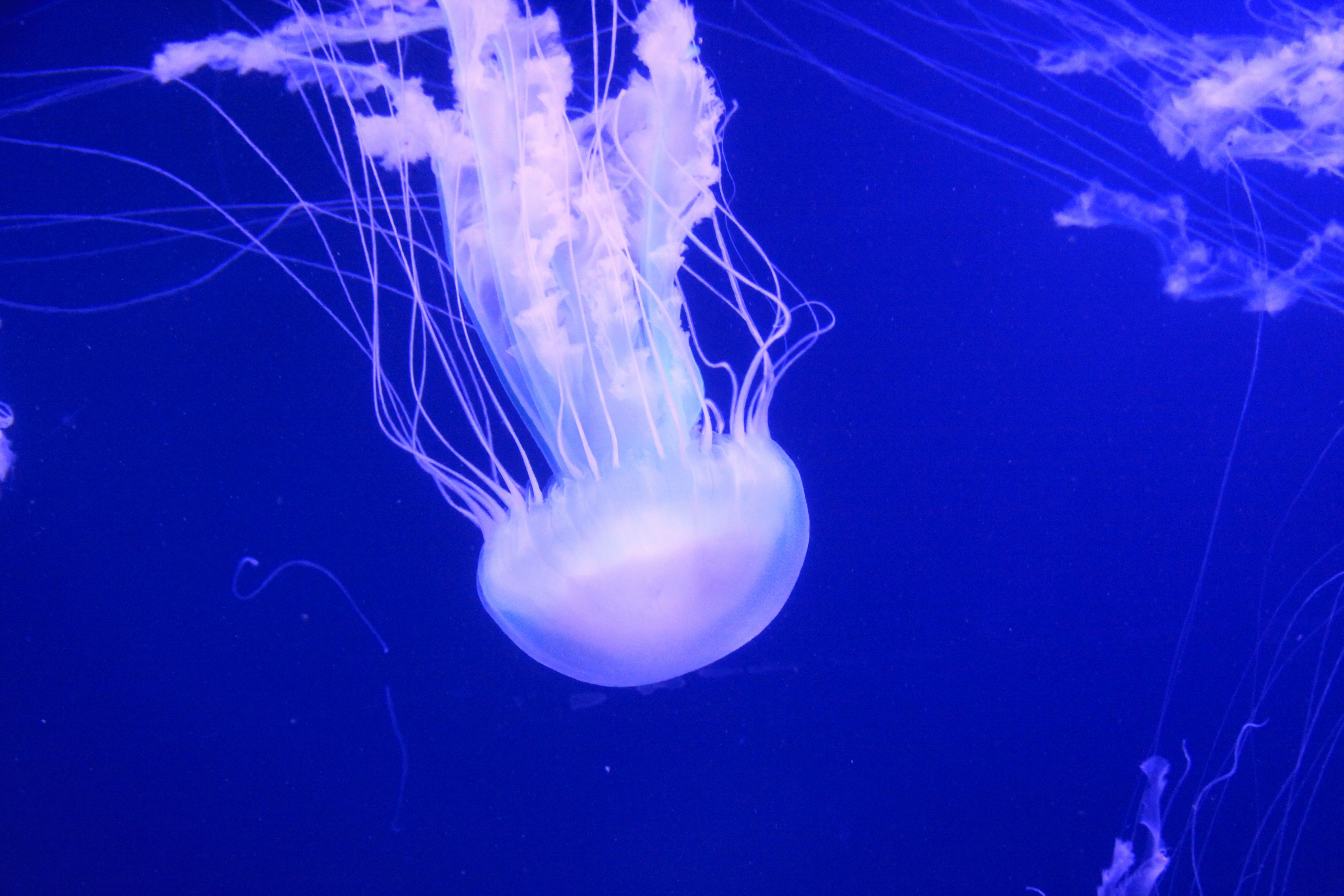 Translucent jellyfish gliding gracefully against a deep blue aquatic backdrop.