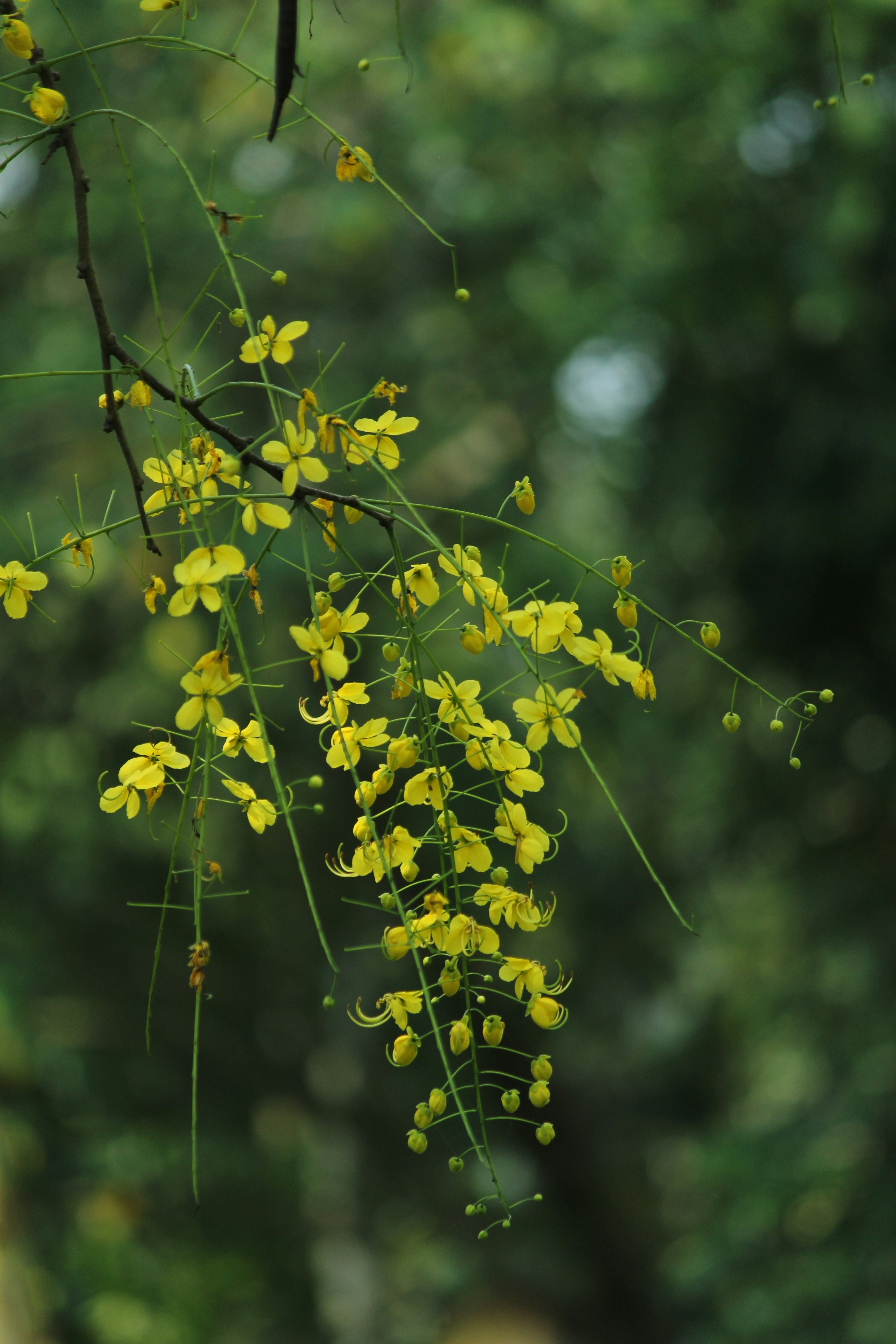 Vishu Konna Wallpaper