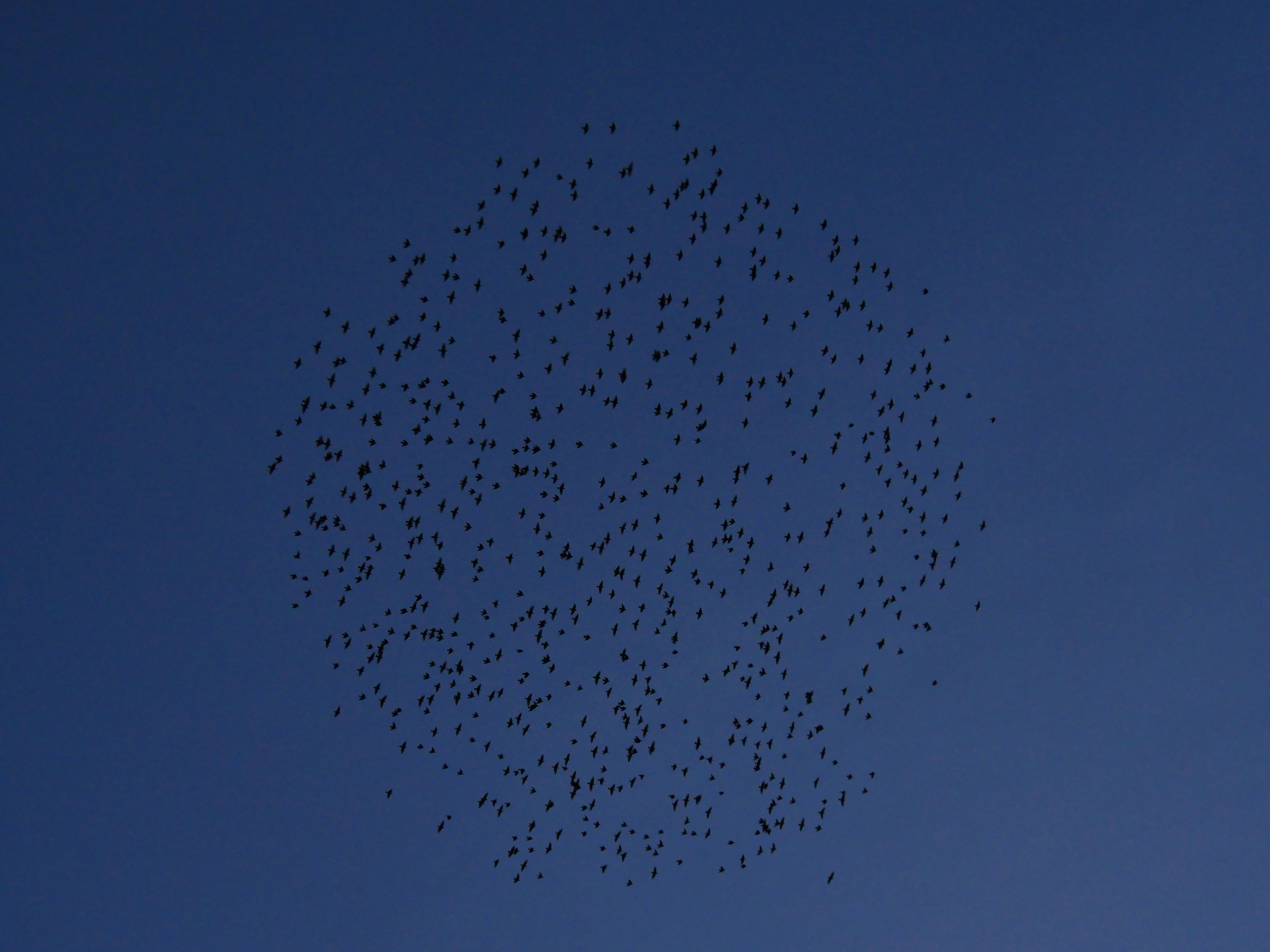 A Vagrant Cloud of Birds: A Dense Flock Silhouetted Against Dusk