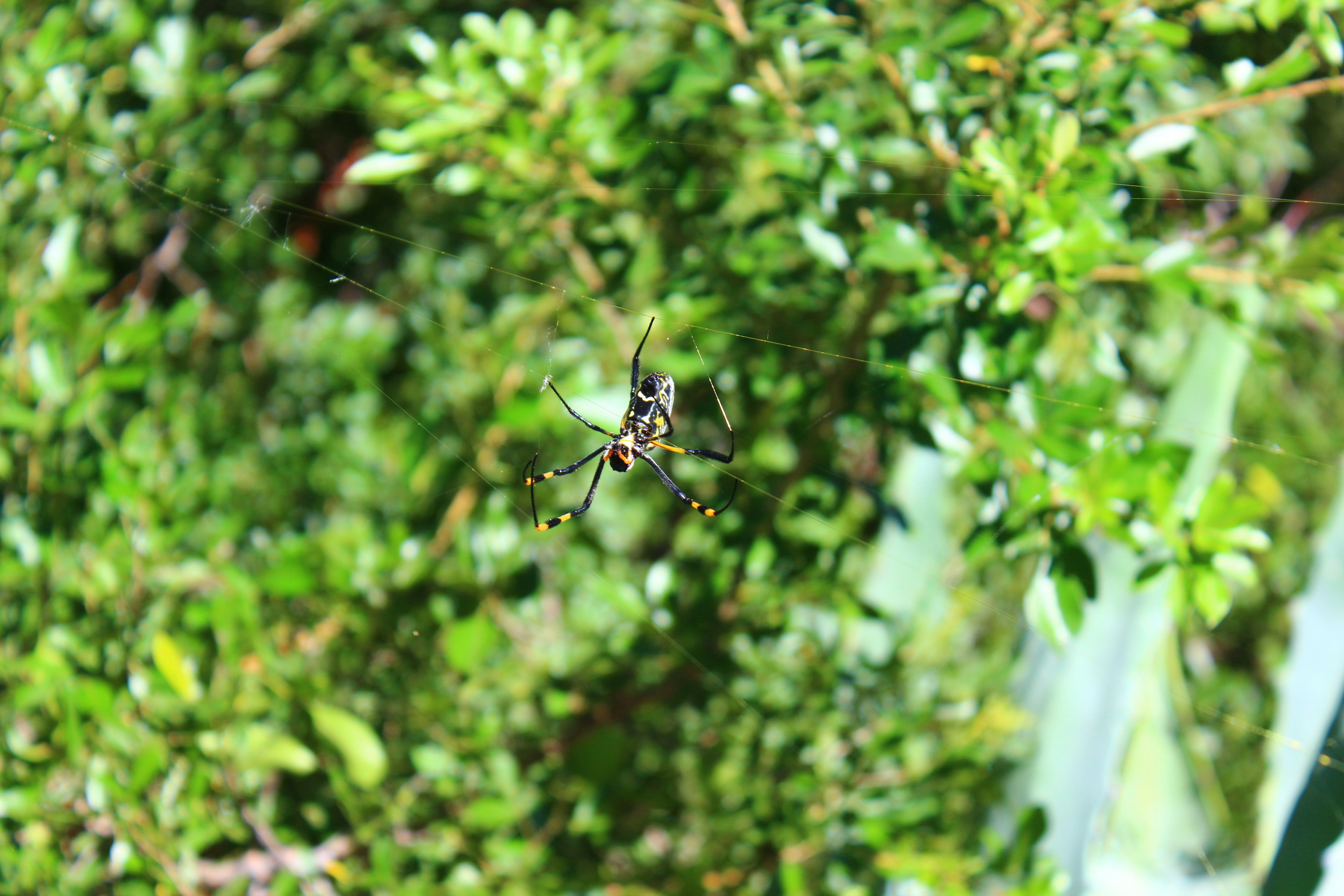 Orb-Weaver in a Green Canopy: A Delicate Web Centered in Sunlit Foliage