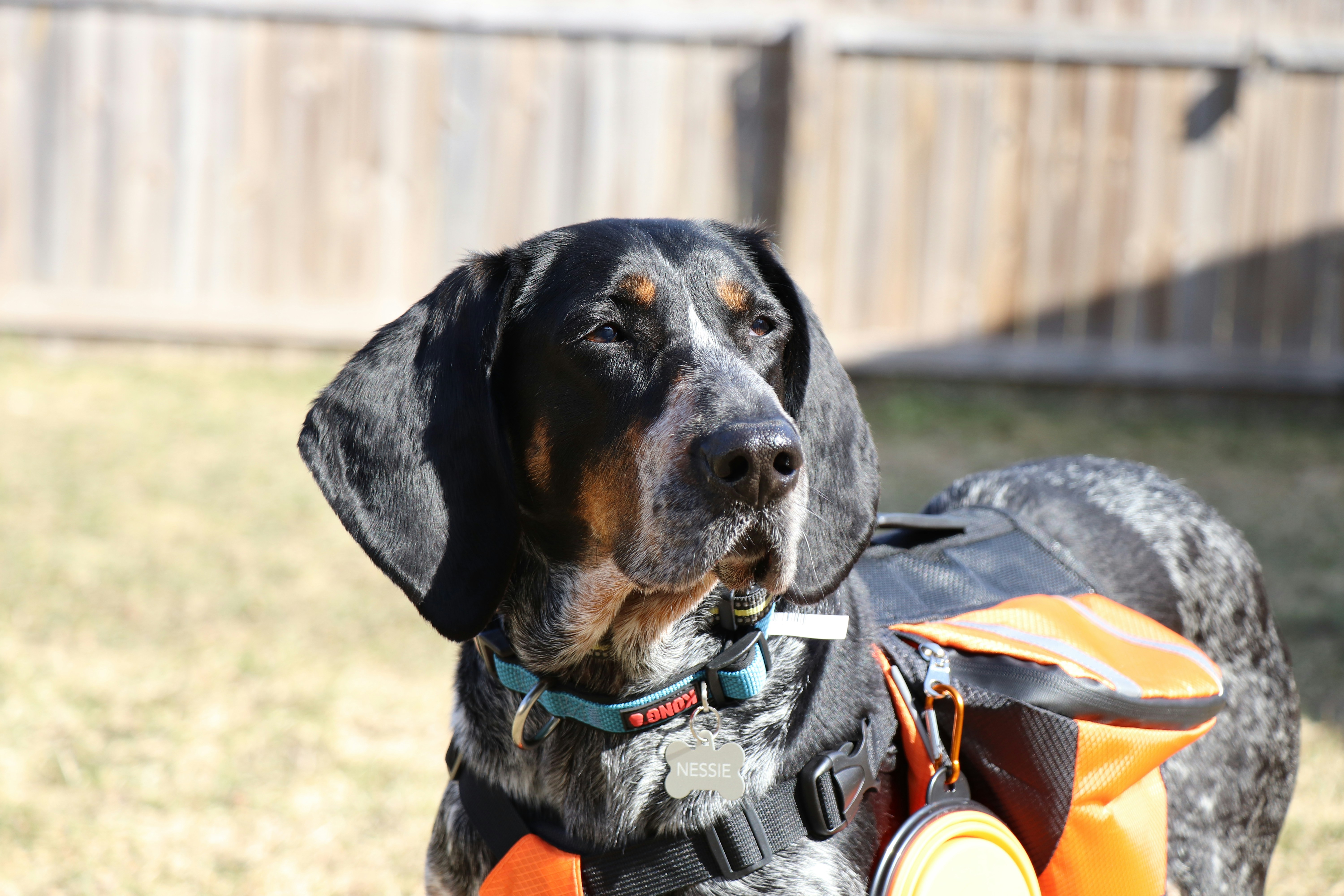Loyal Hound in an Orange Vest Stares Down the Backyard Fence