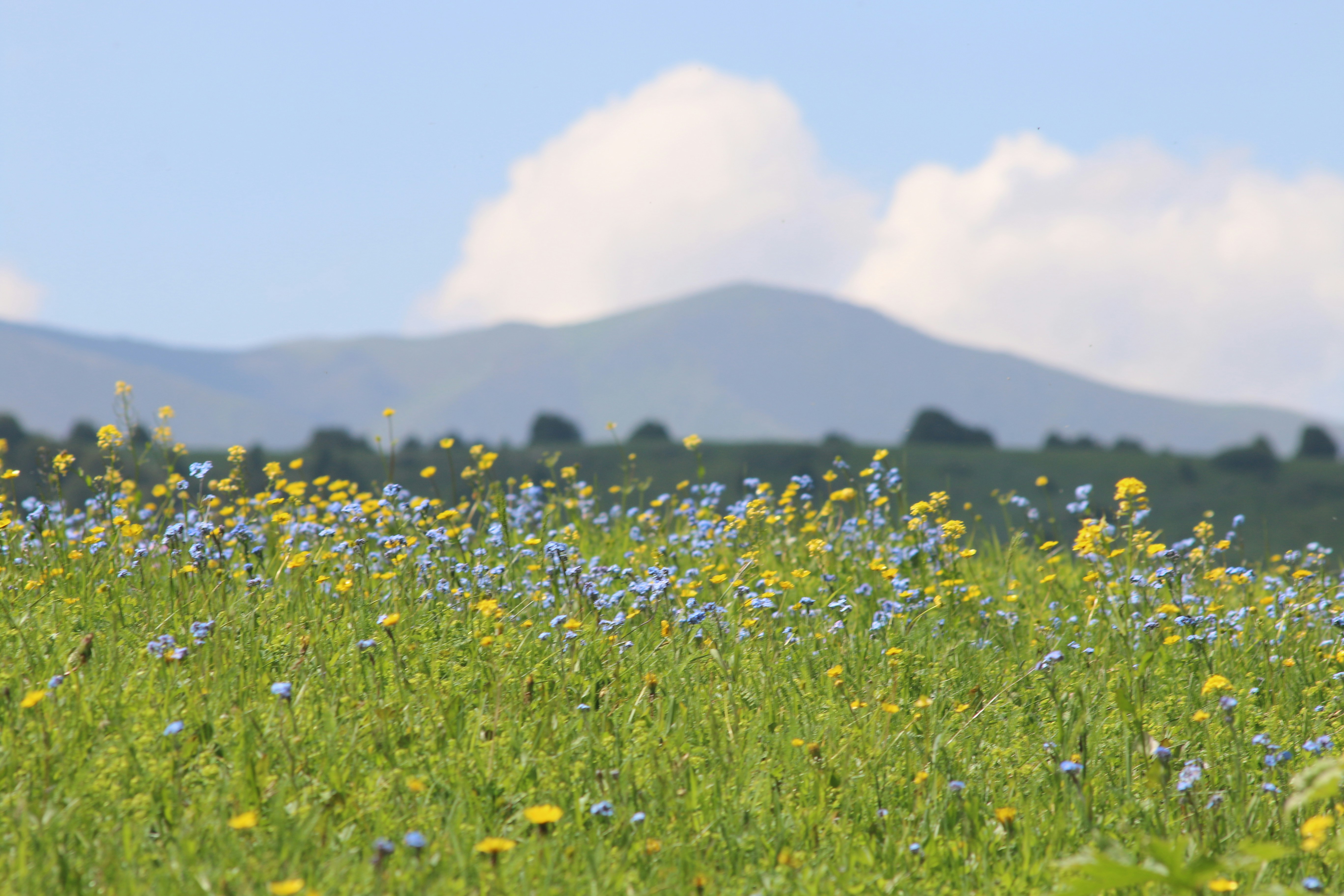 Blue flower field during daytime photo – Free Mountains Image on Unsplash