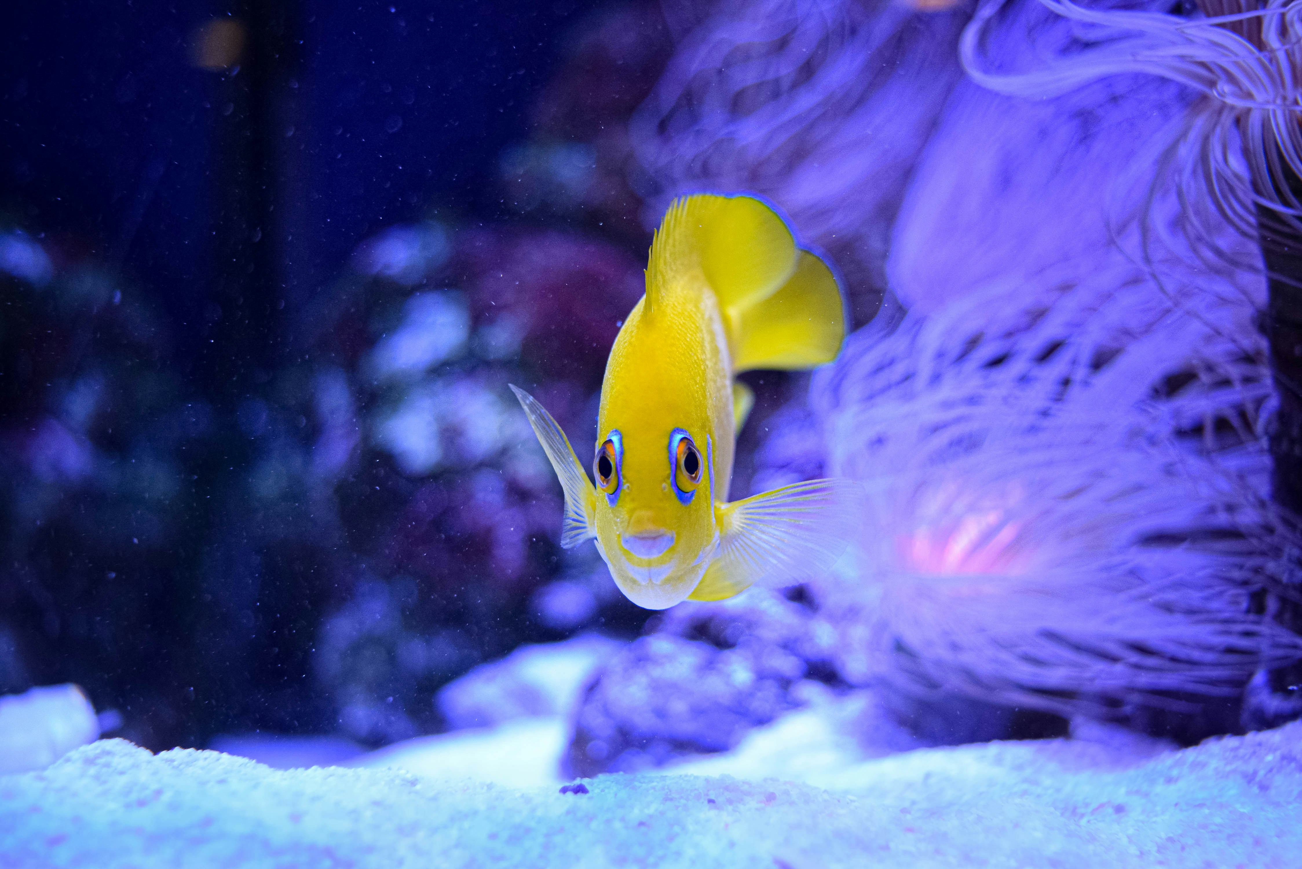 Yellow and white fish in water photo – Free Fish Image on Unsplash