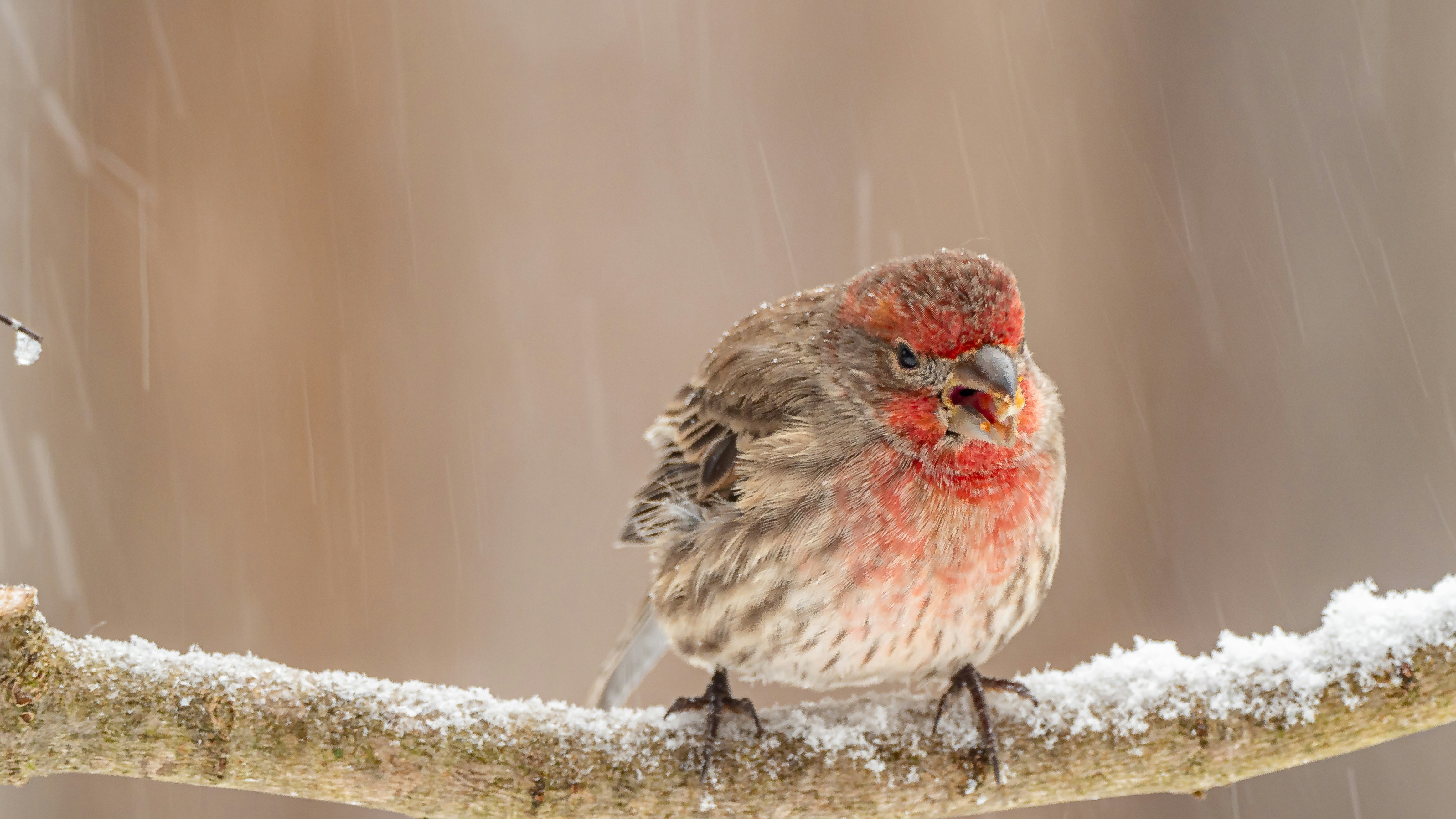 A house finch perched on a snow-dusted branch, its vibrant red plumage contrasting against the winter backdrop.