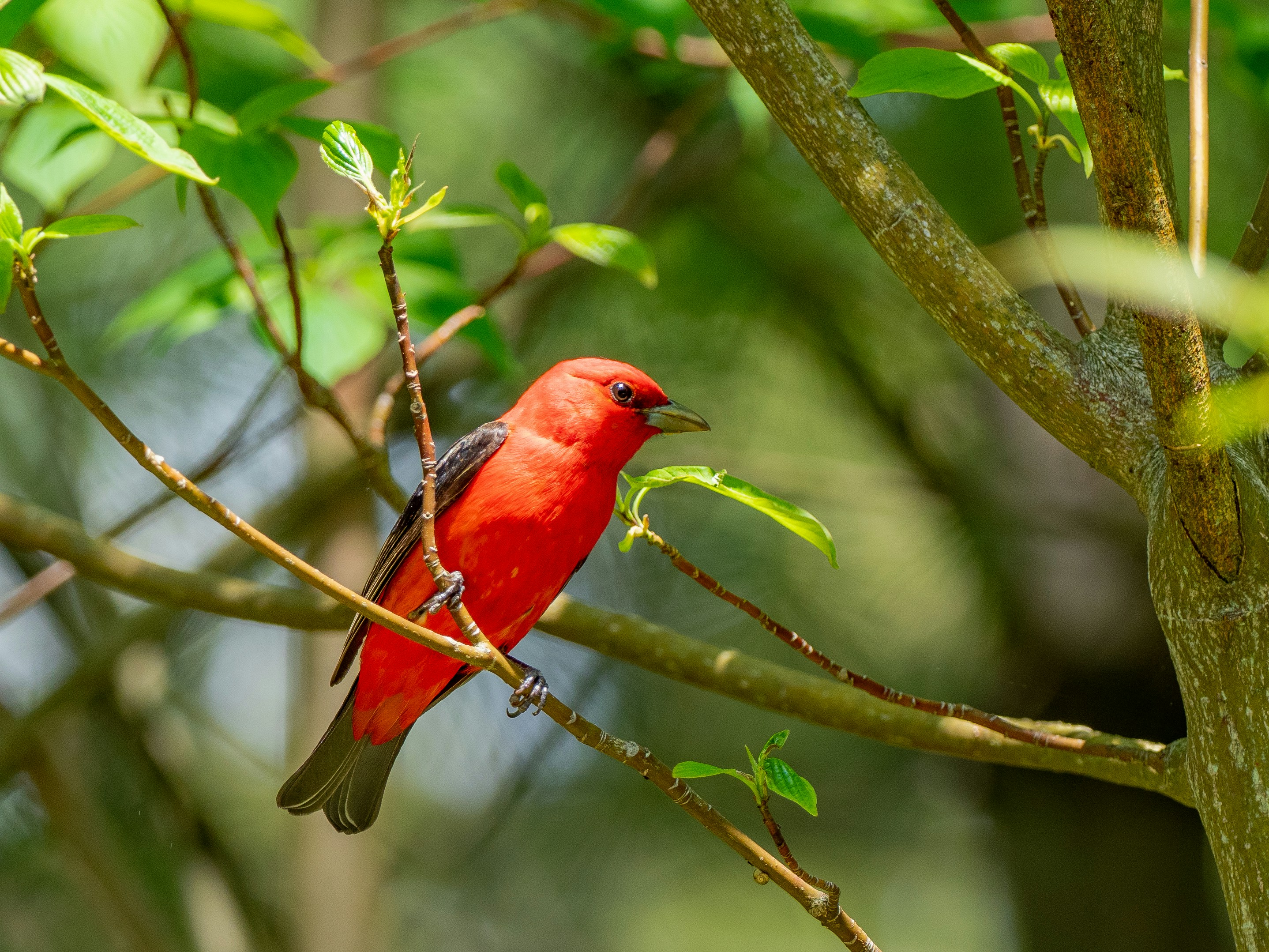 Scarlet tanager perched on a branch surrounded by lush green leaves.