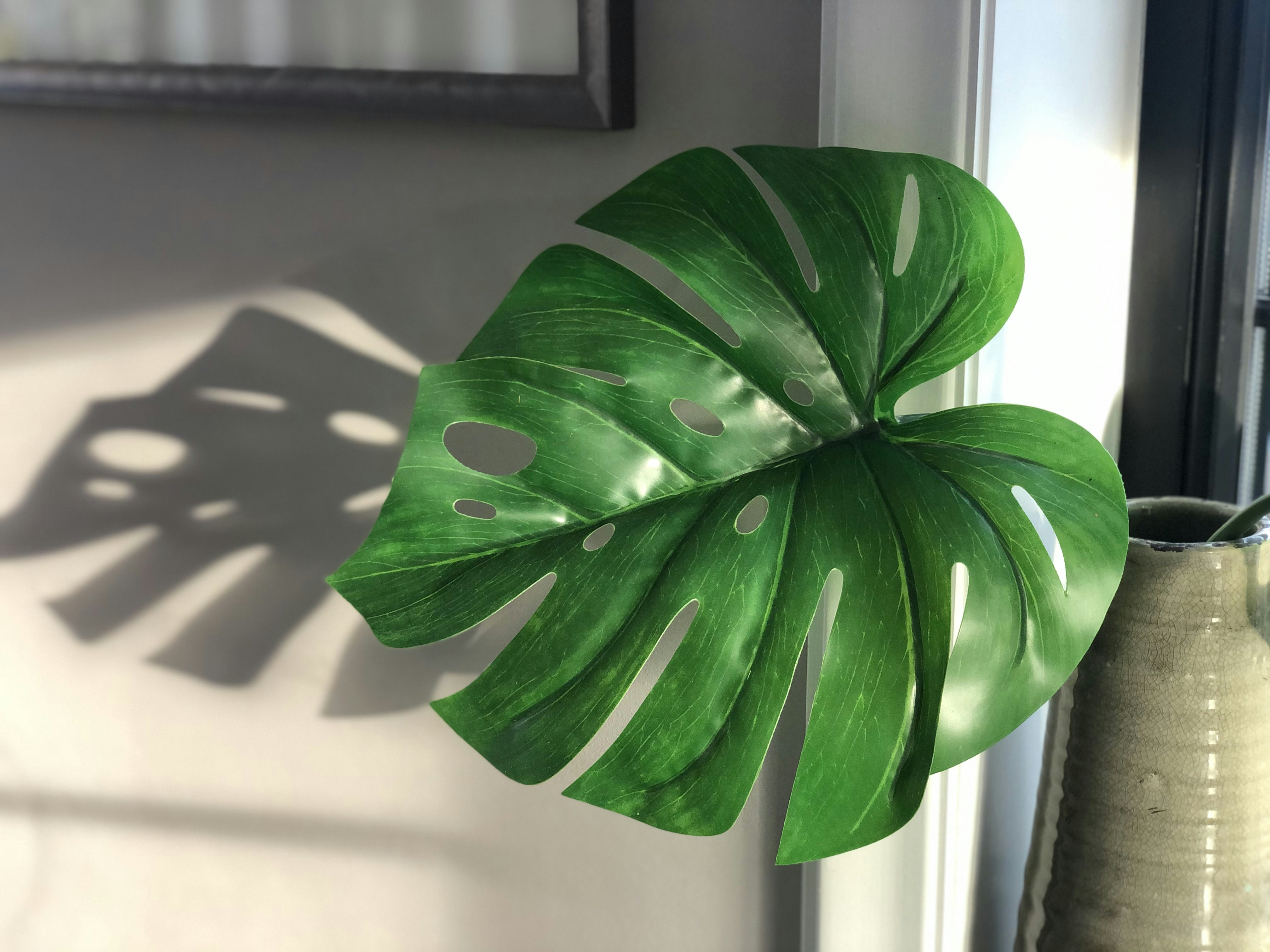 Vibrant Monstera leaf casting intricate shadows on a wall, highlighting the beauty of natural light. A contemporary indoor setting enhances the plant's striking features.