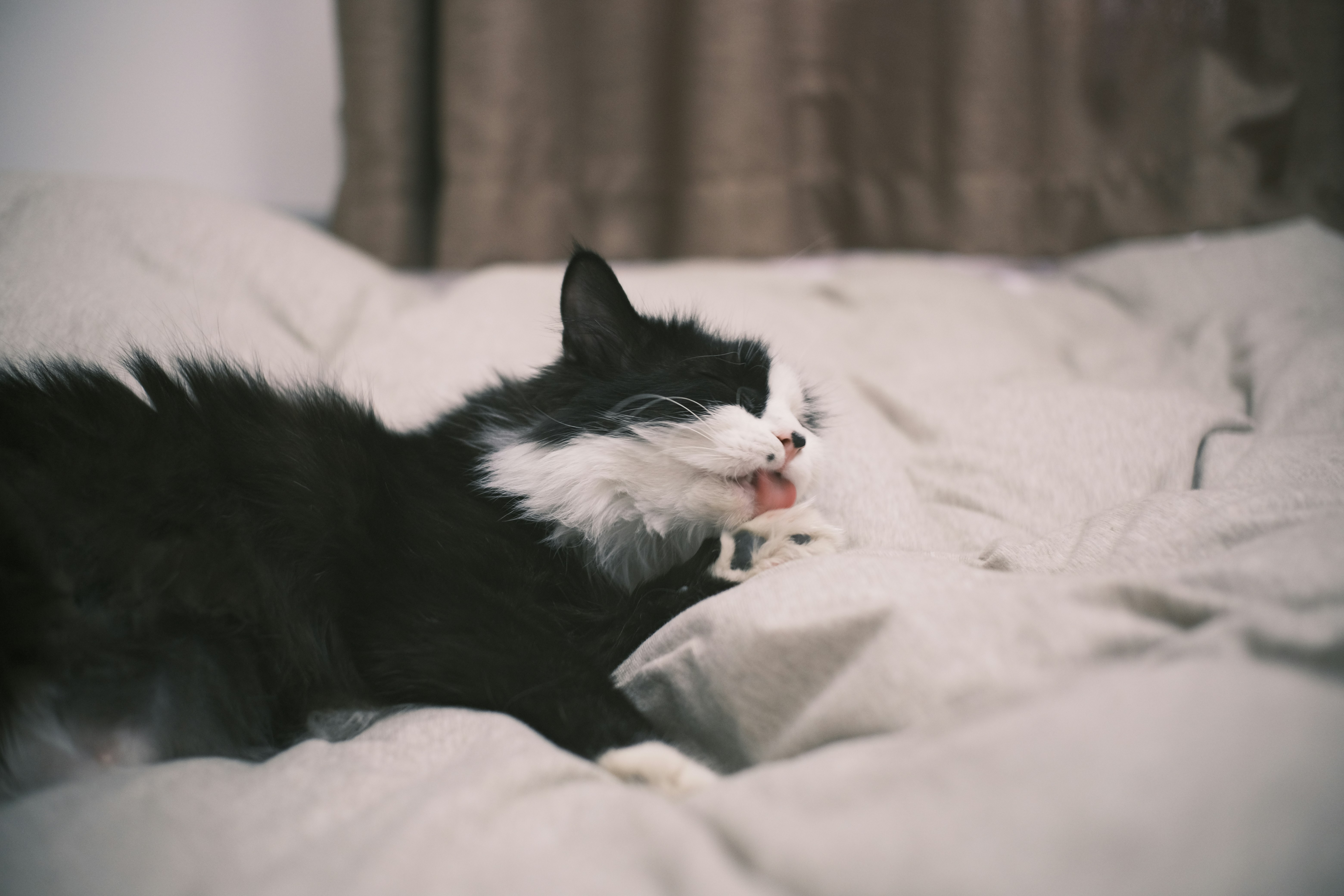Tongue-Tucked in Sleep: A Tuxedo Cat Reposes on Crumpled Linen
