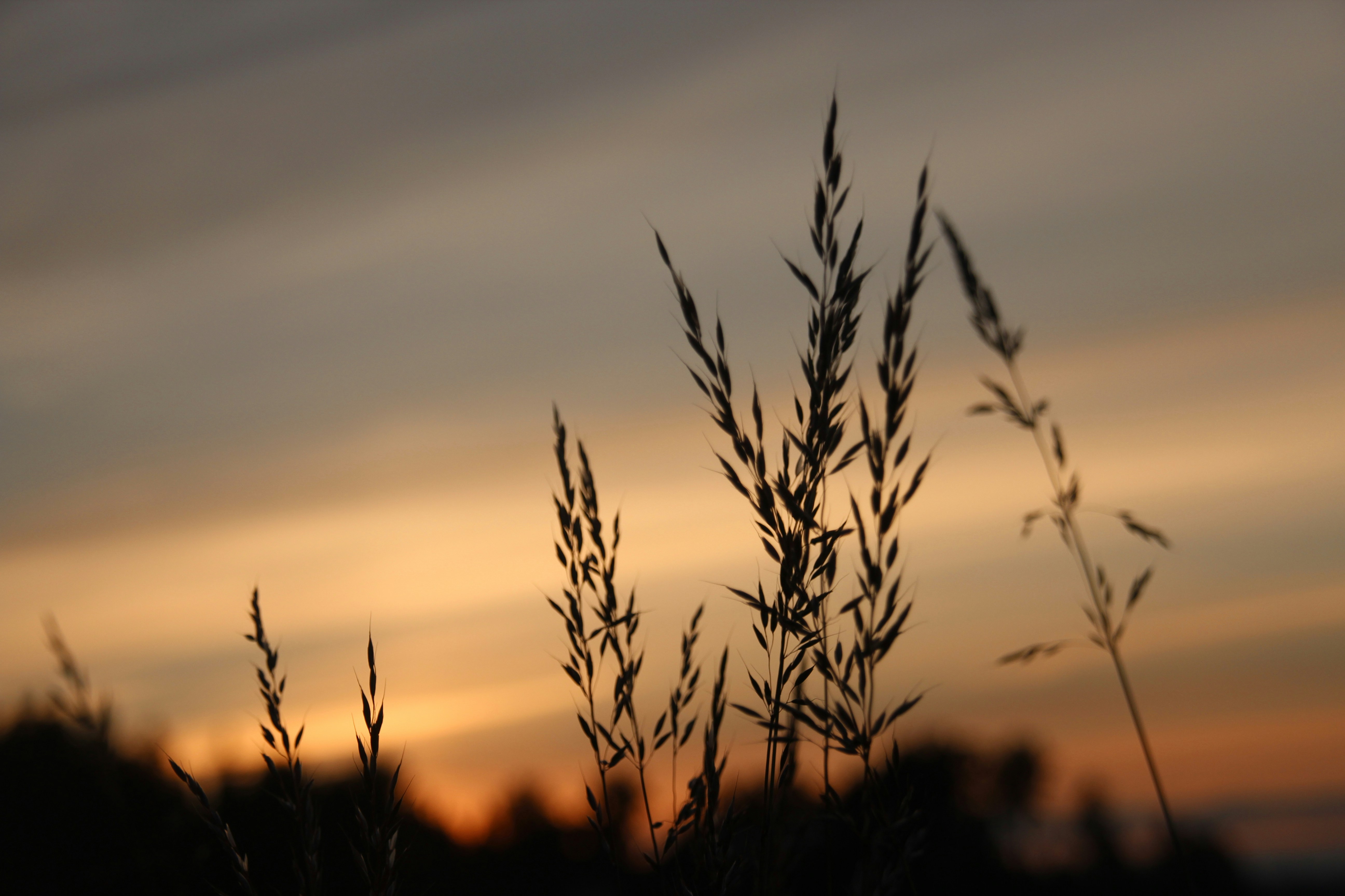 Silhouetted grass swaying against a vibrant sunset, capturing the serene transition from day to night.