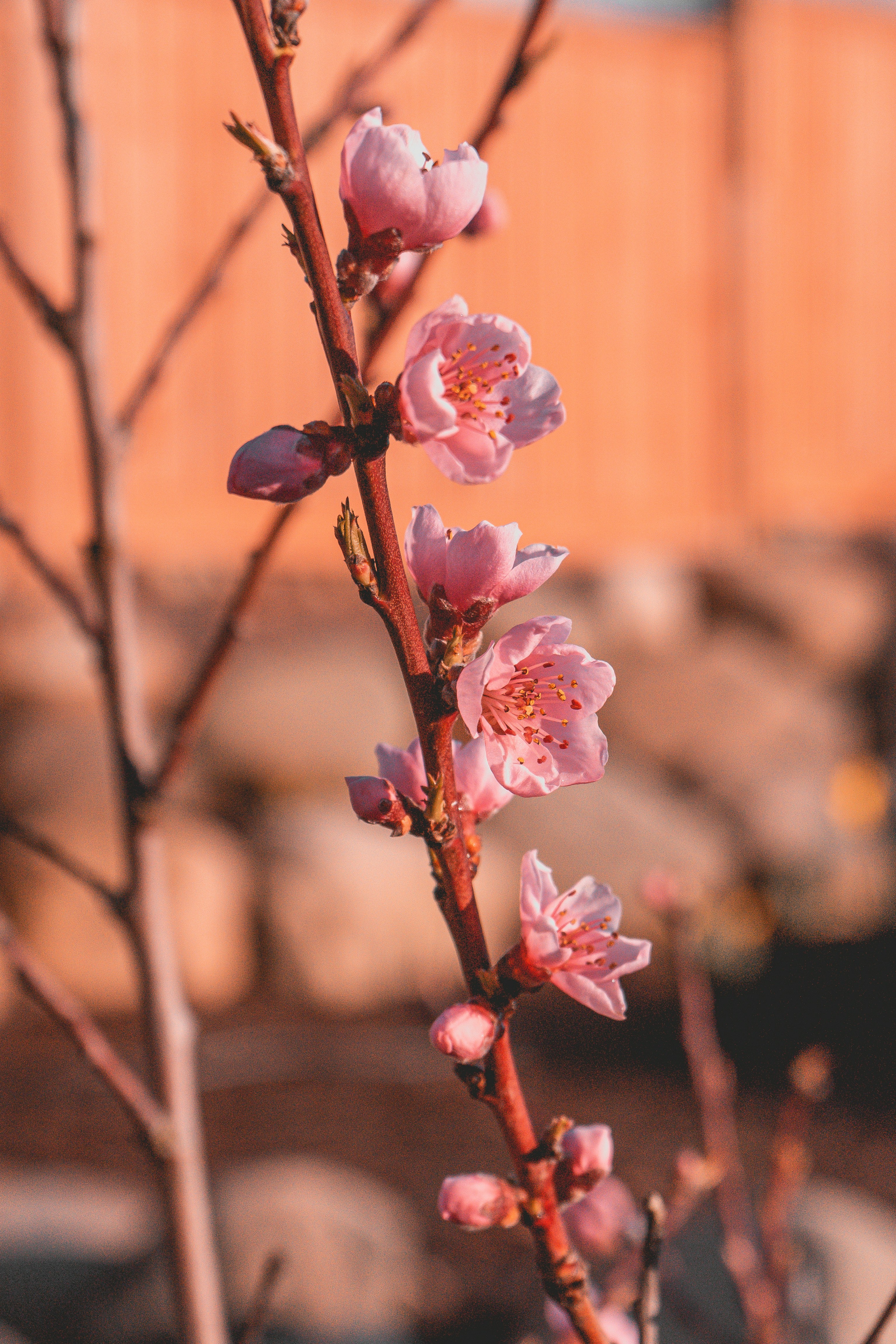 Delicate pink blossoms on a slender branch with a softly blurred background of stones and wooden fencing.