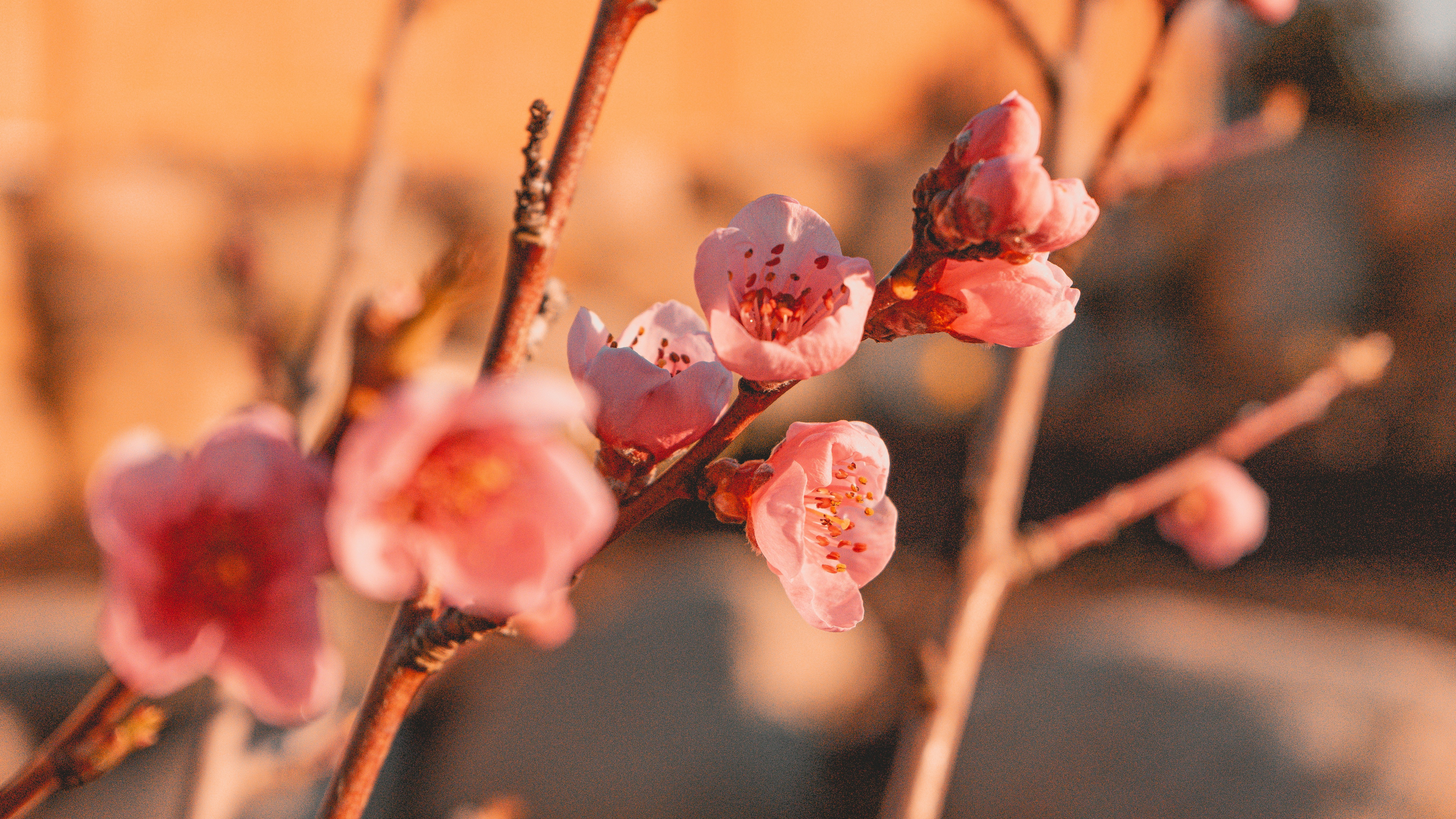 pink cherry blossom in close up photography