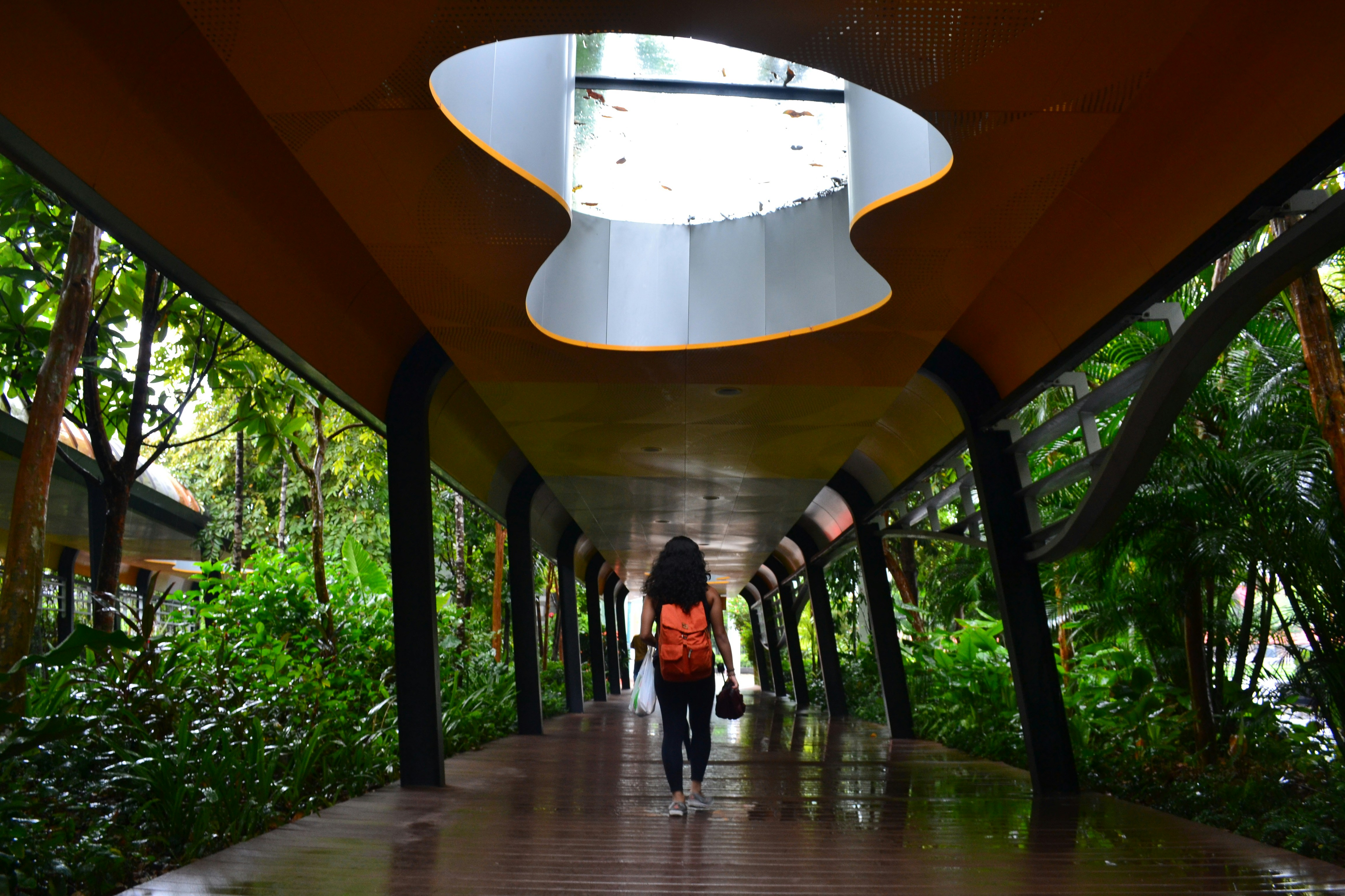 A person walks along a wooden pathway surrounded by vibrant greenery, with a unique skylight overhead illuminating the space.