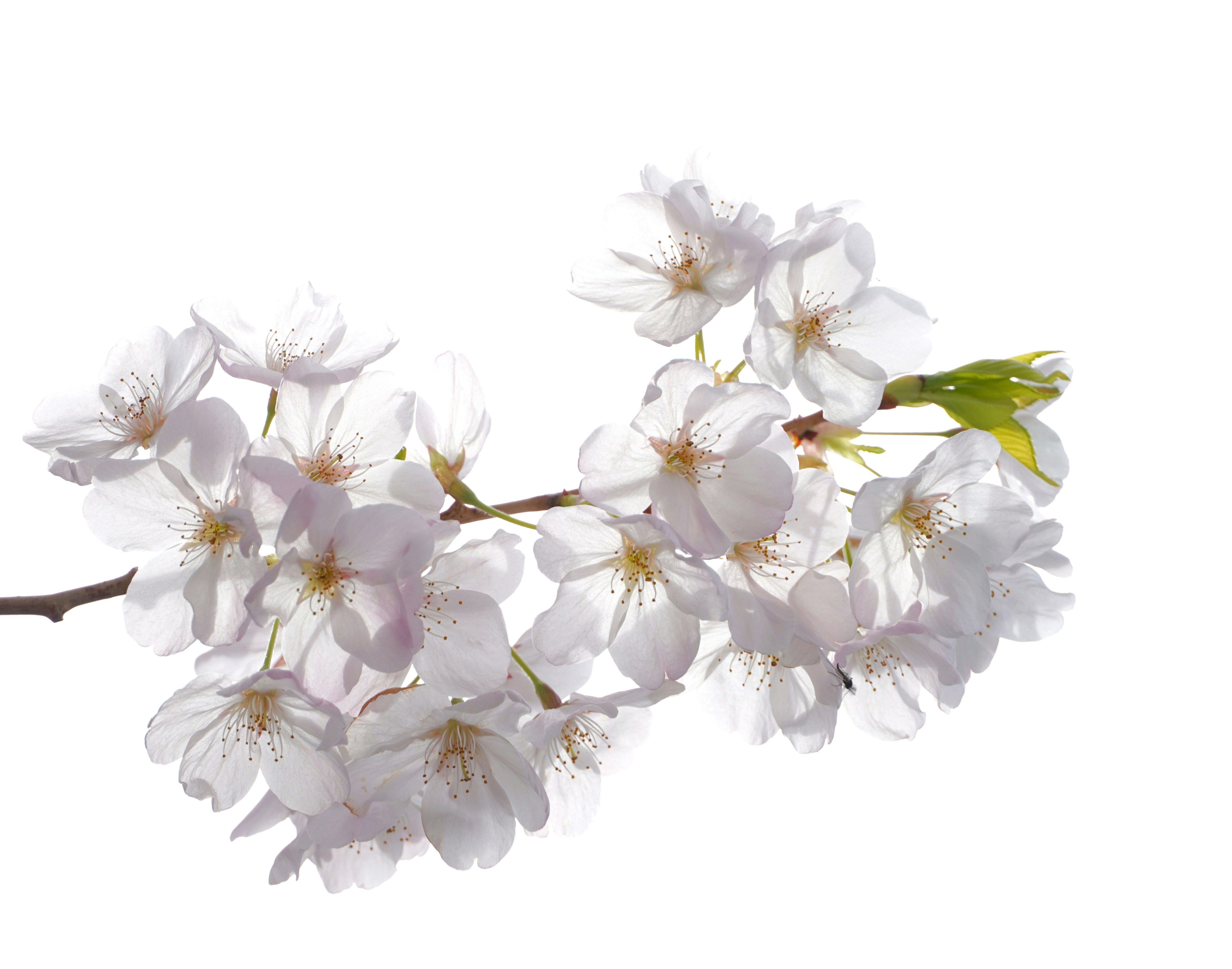 Delicate cherry blossoms in full bloom against a white background, showcasing their intricate petals and soft colors.