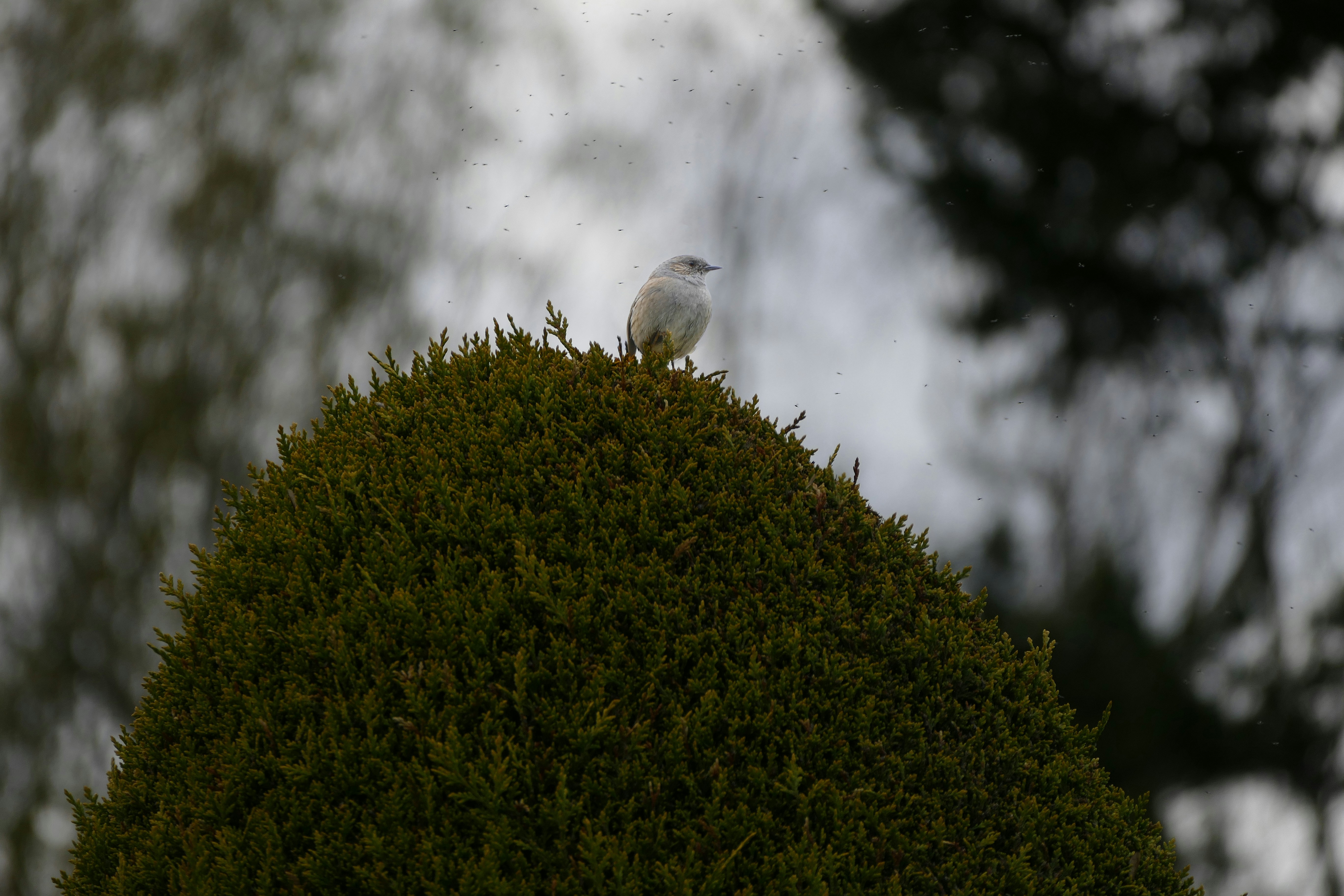 White bird on green plant photo – Free Bonn Image on Unsplash