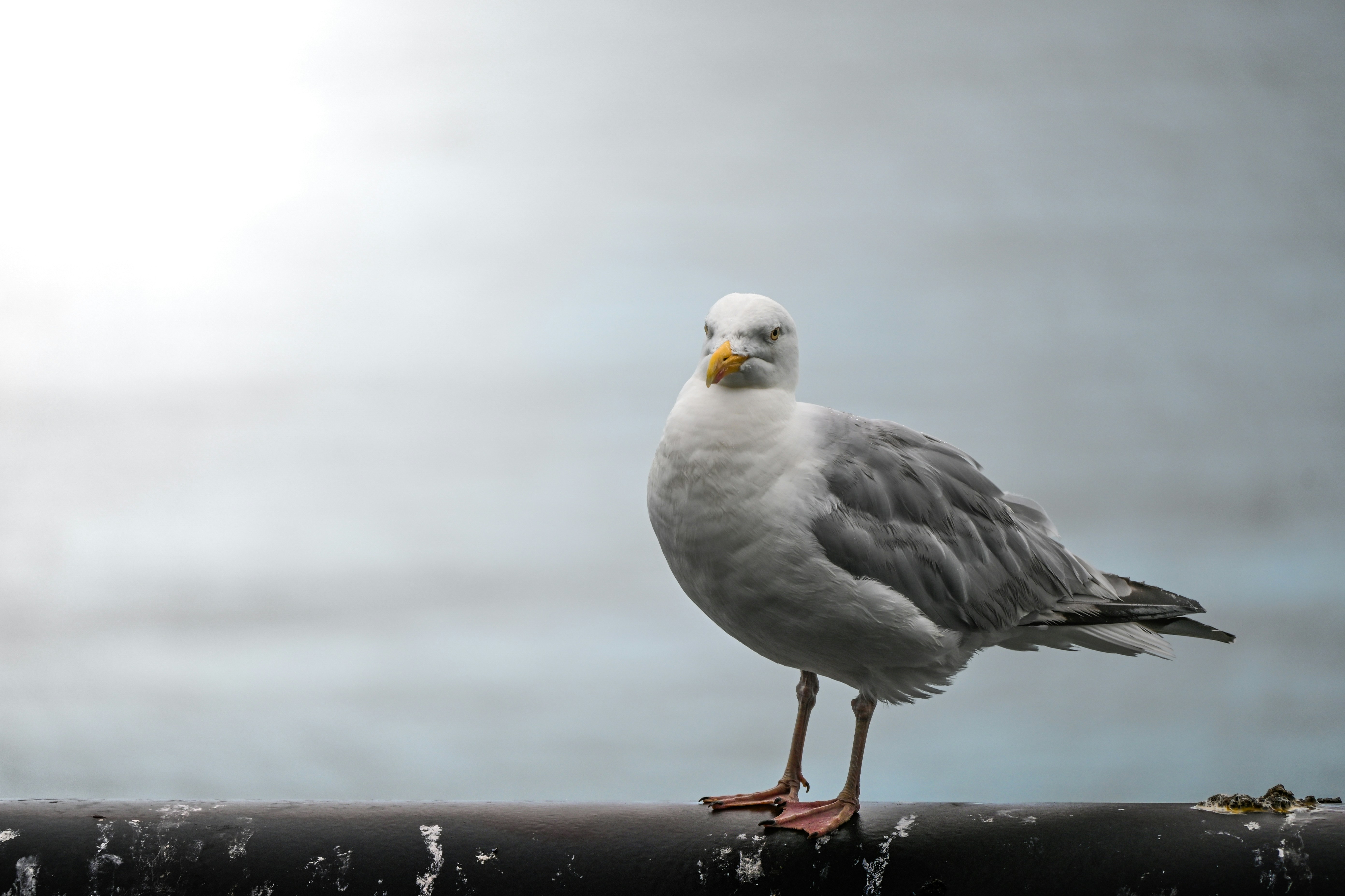 A seagull perched on a railing, gazing intently at the serene waters beyond. The soft light creates a tranquil atmosphere.