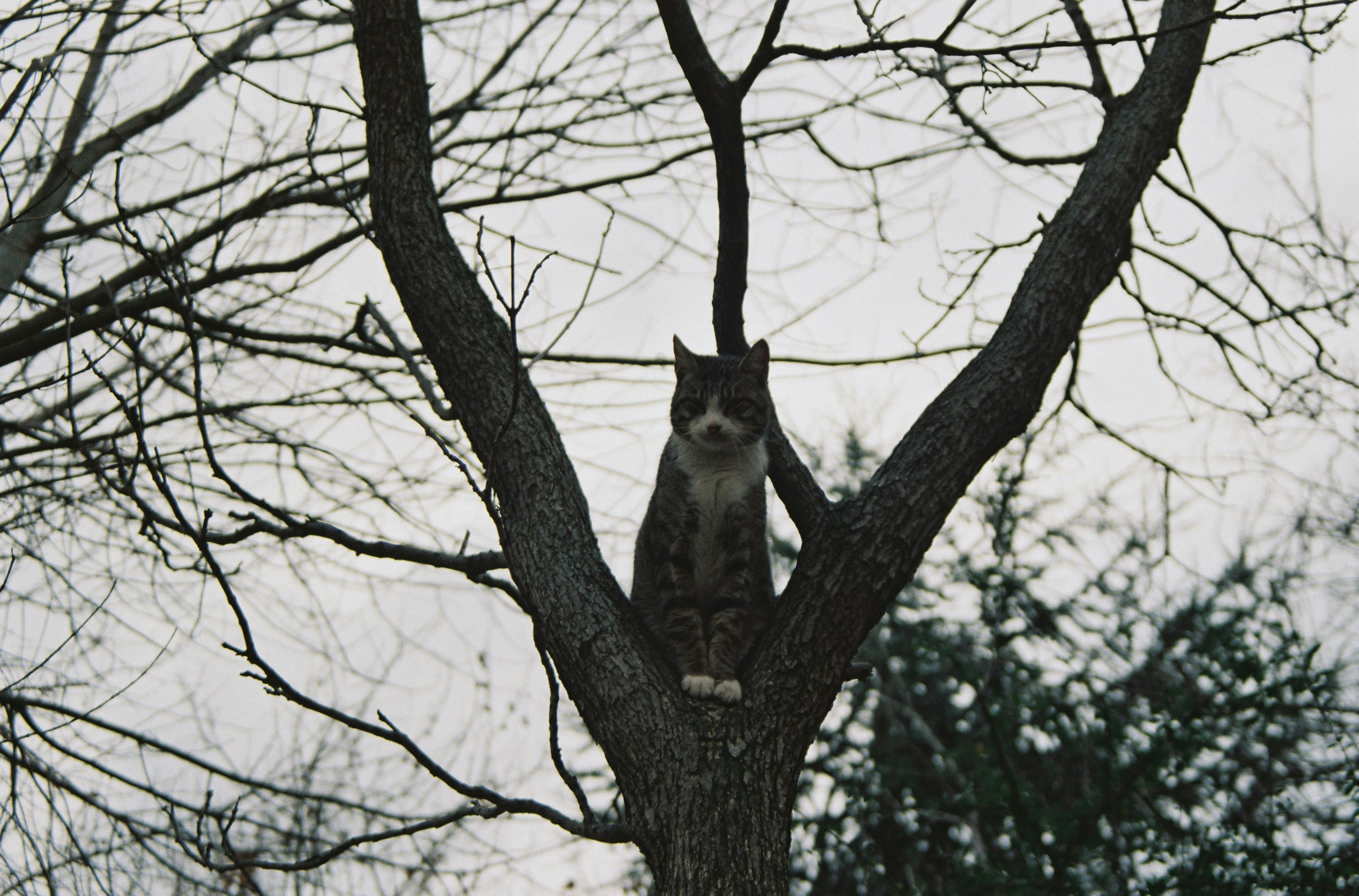 Tabby Sentinel in a Winter Tree