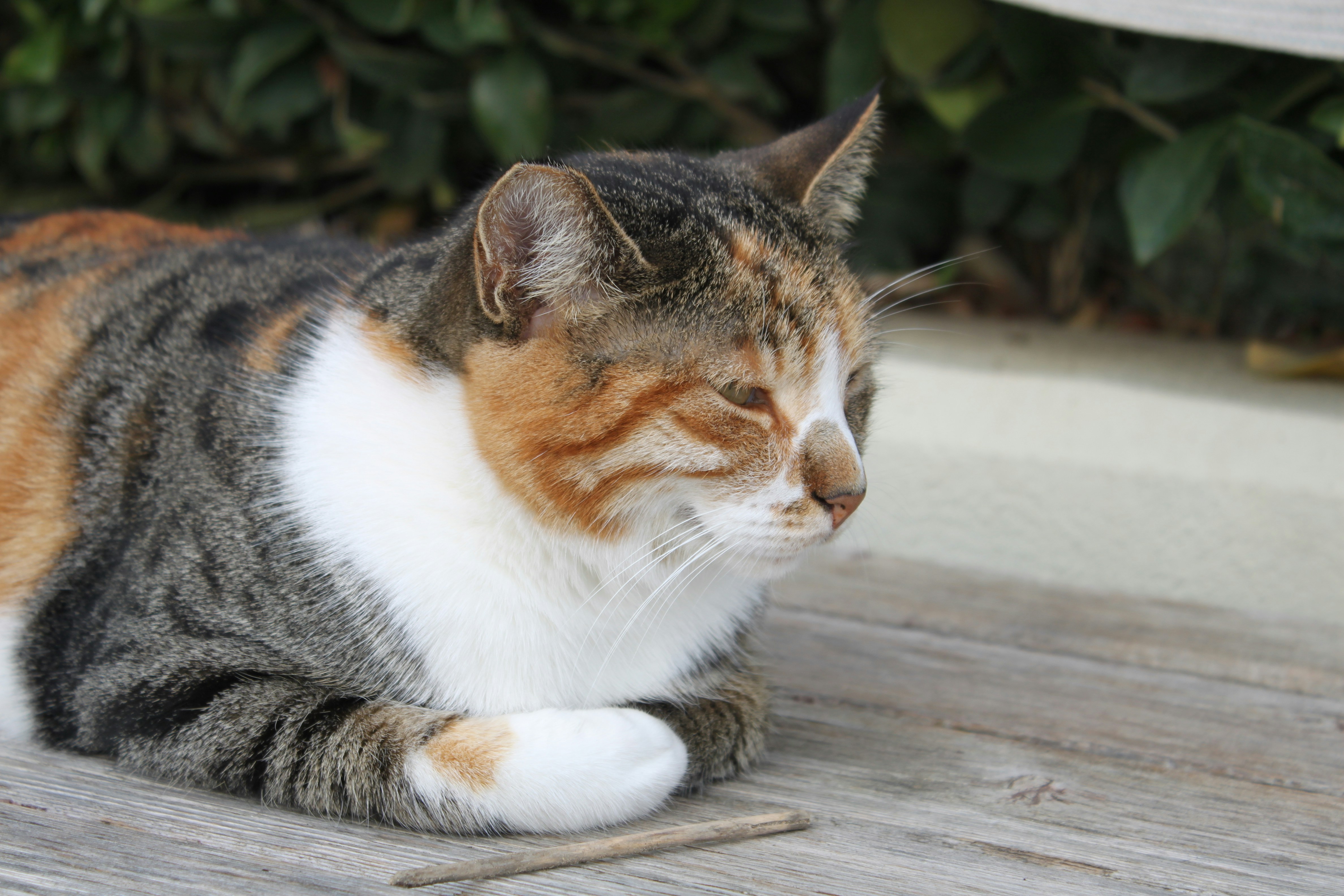 Brown and white tabby cat on brown wooden floor photo – Free Türkiye ...