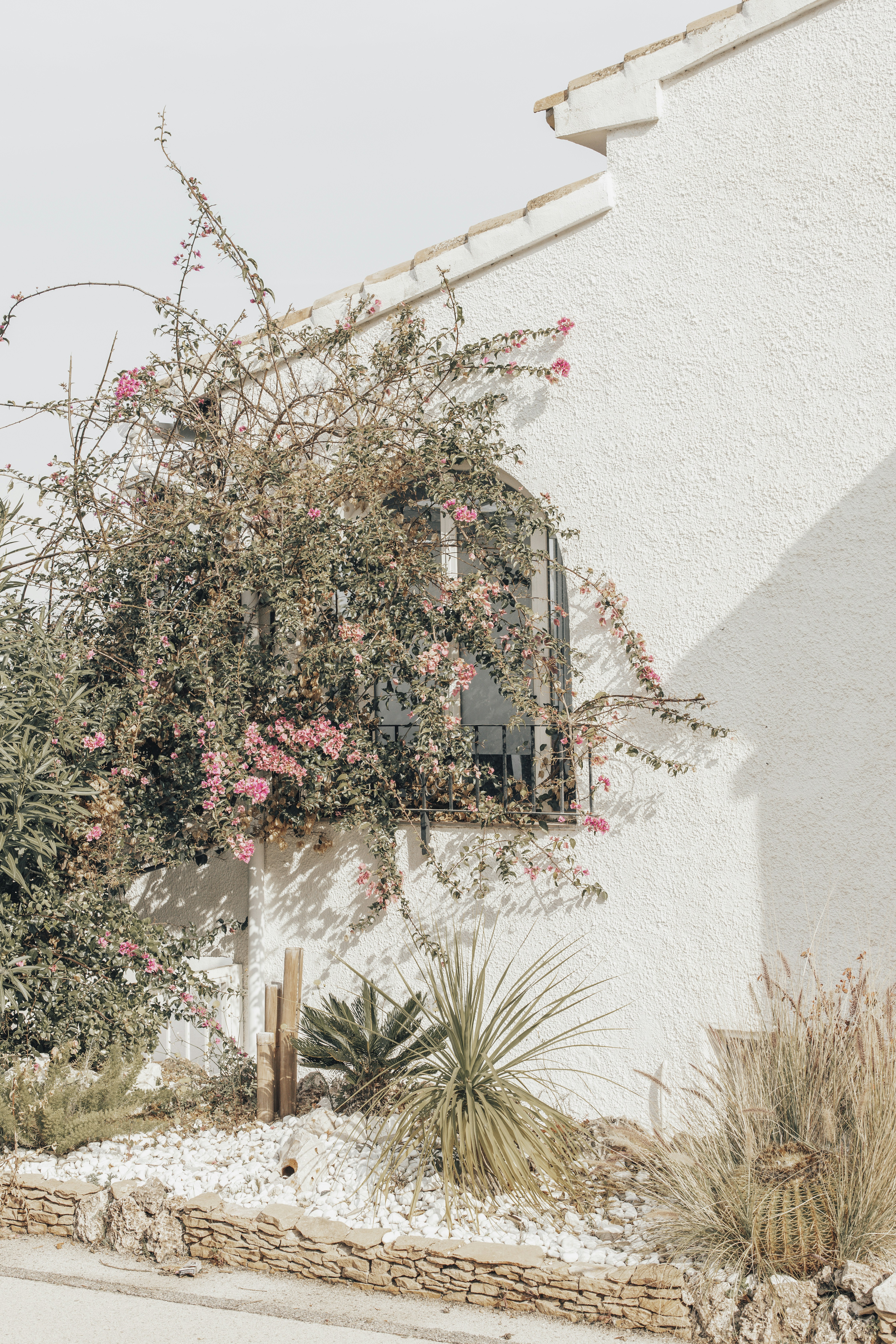 Vibrant bougainvillea cascades over a black window grille, contrasting with the white exterior of a modern building. Lush greenery and decorative stones frame the scene.