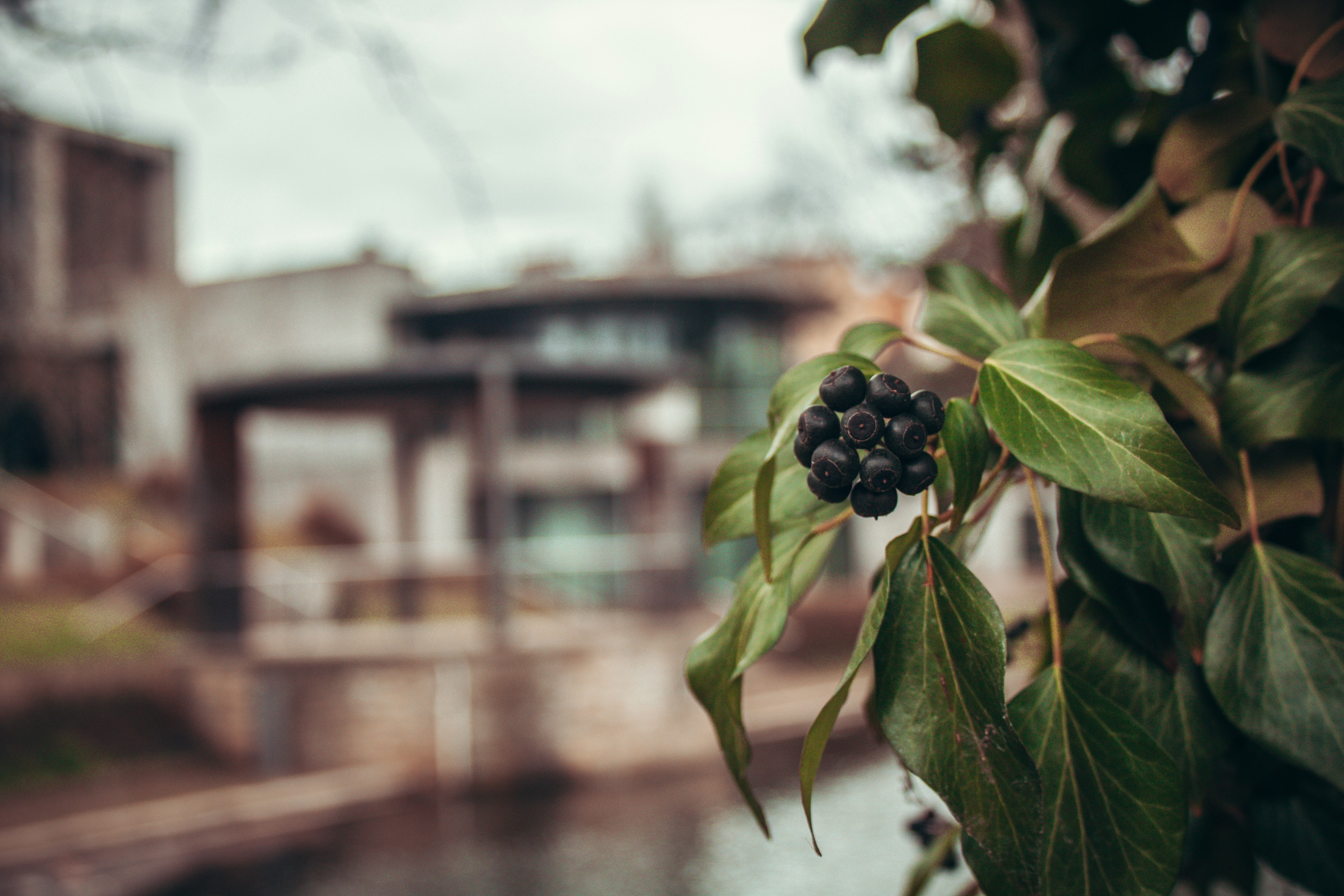 Berry Corner: Quiet Urban Foliage by a Distant Canal