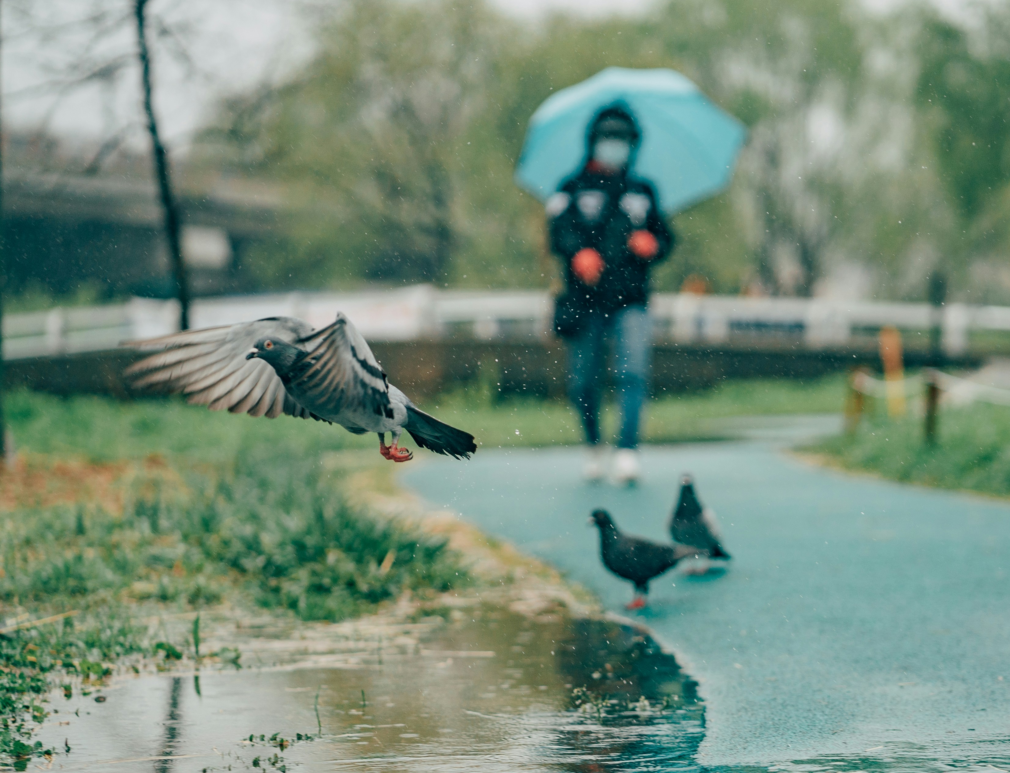 Wingbeat Over a Rain-Washed Park Path