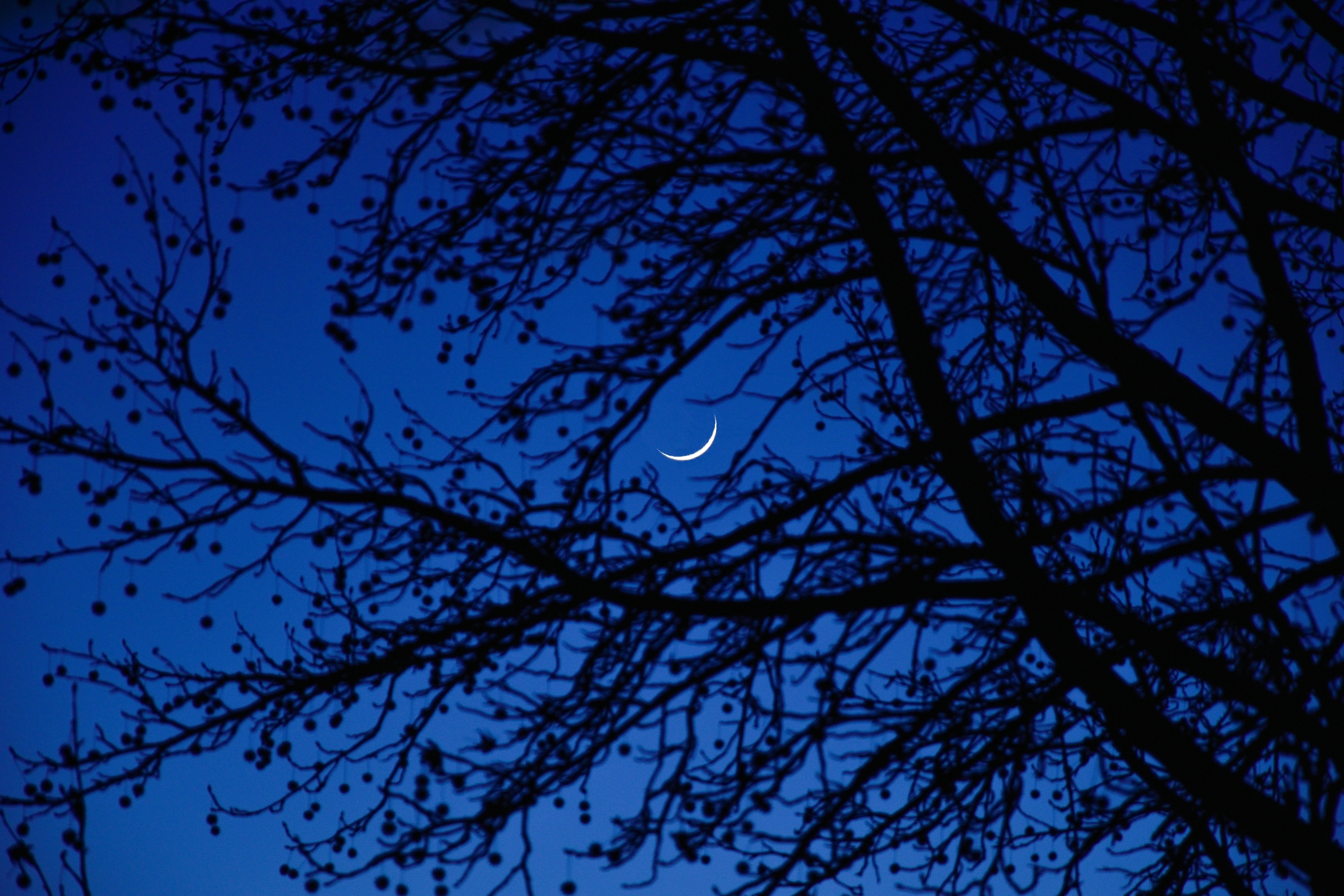 Crescent in the Canopy: Night Sky through Moonlit Branches