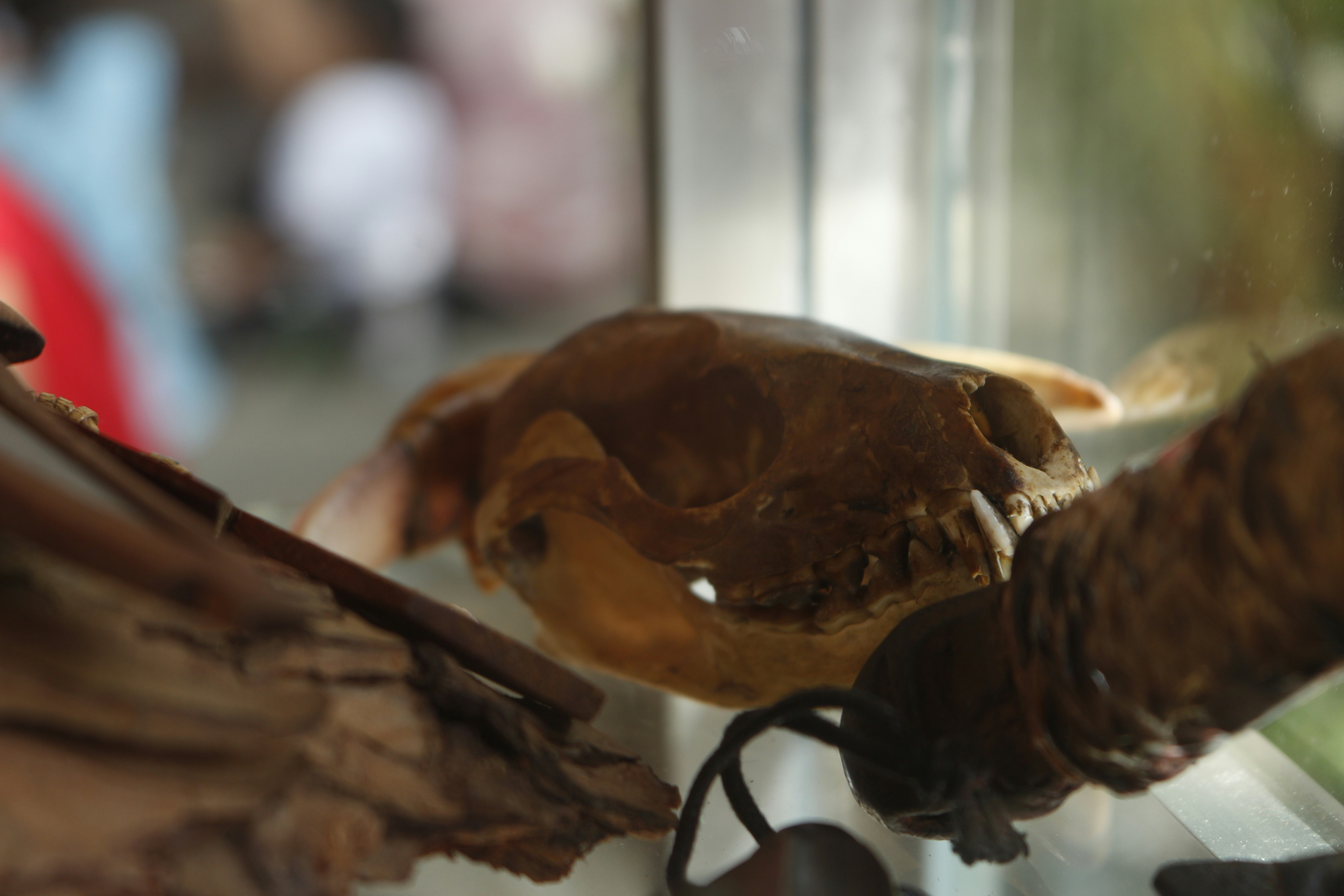 A detailed view of a skull displayed in a glass case, highlighting the intricate features of the specimen alongside natural artifacts.