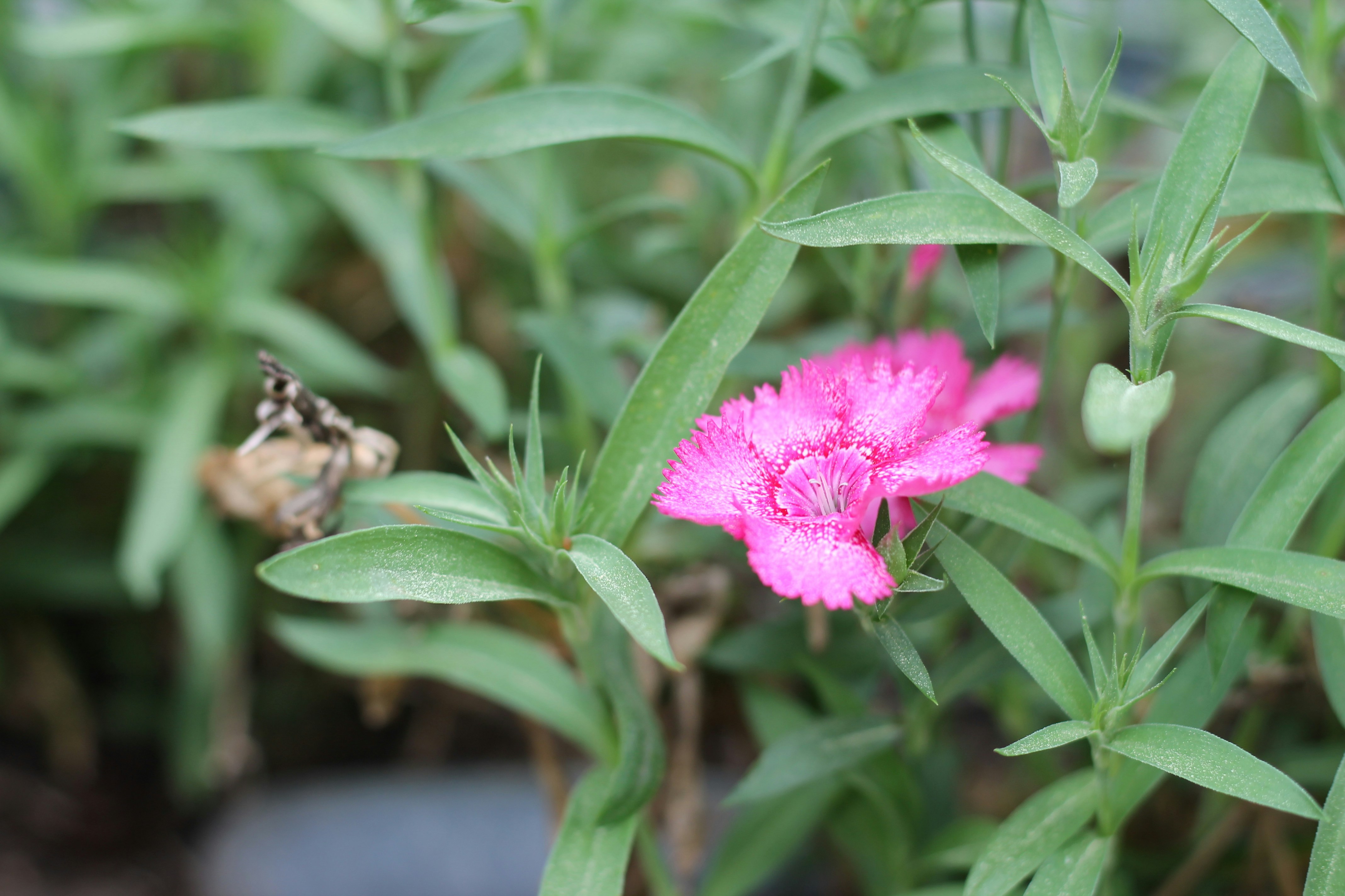 Pink Plant Pictures | Download Free Images on Unsplash