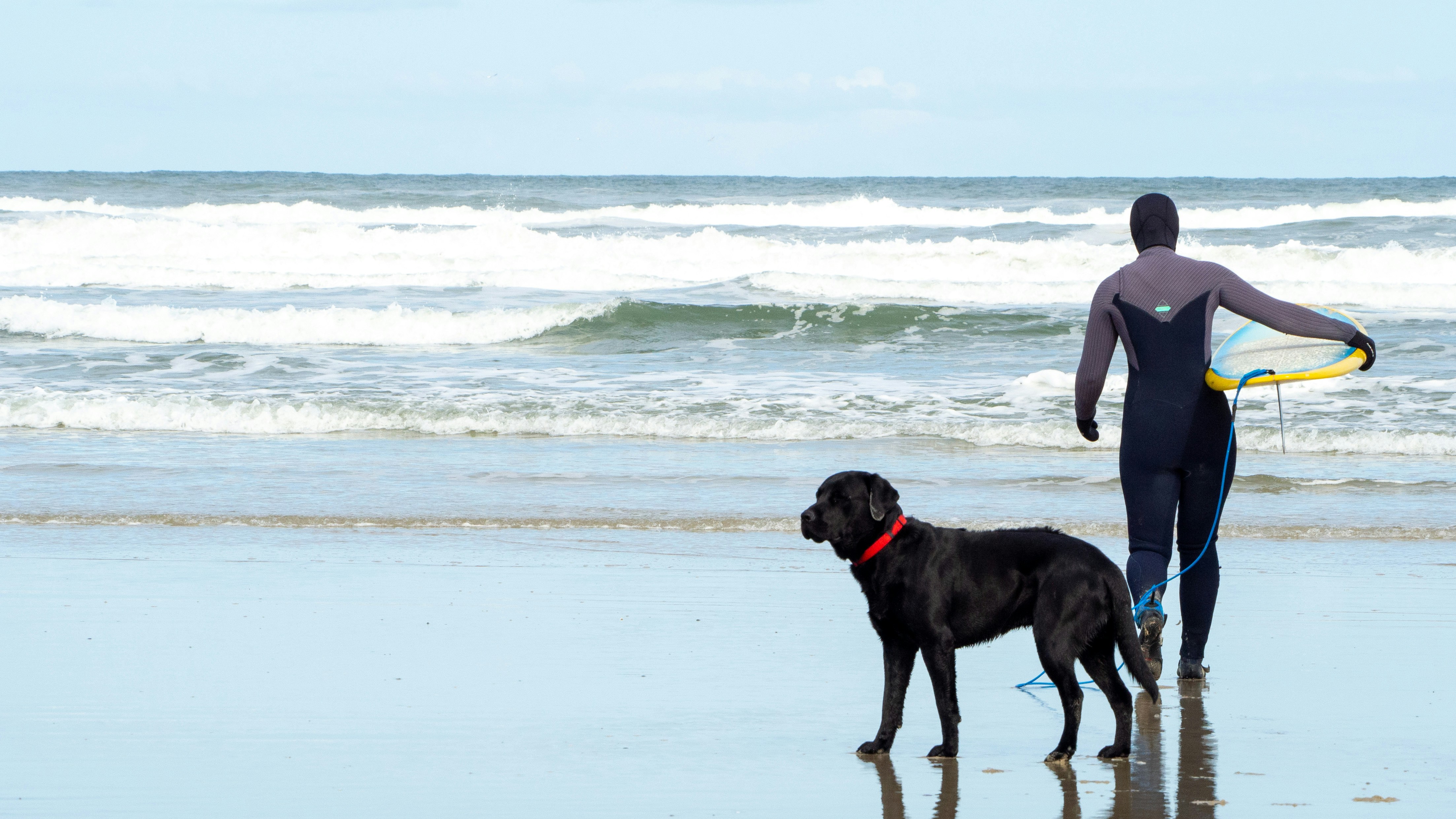 Waterline Companions: A Surfer and a Black Labrador at the Shore