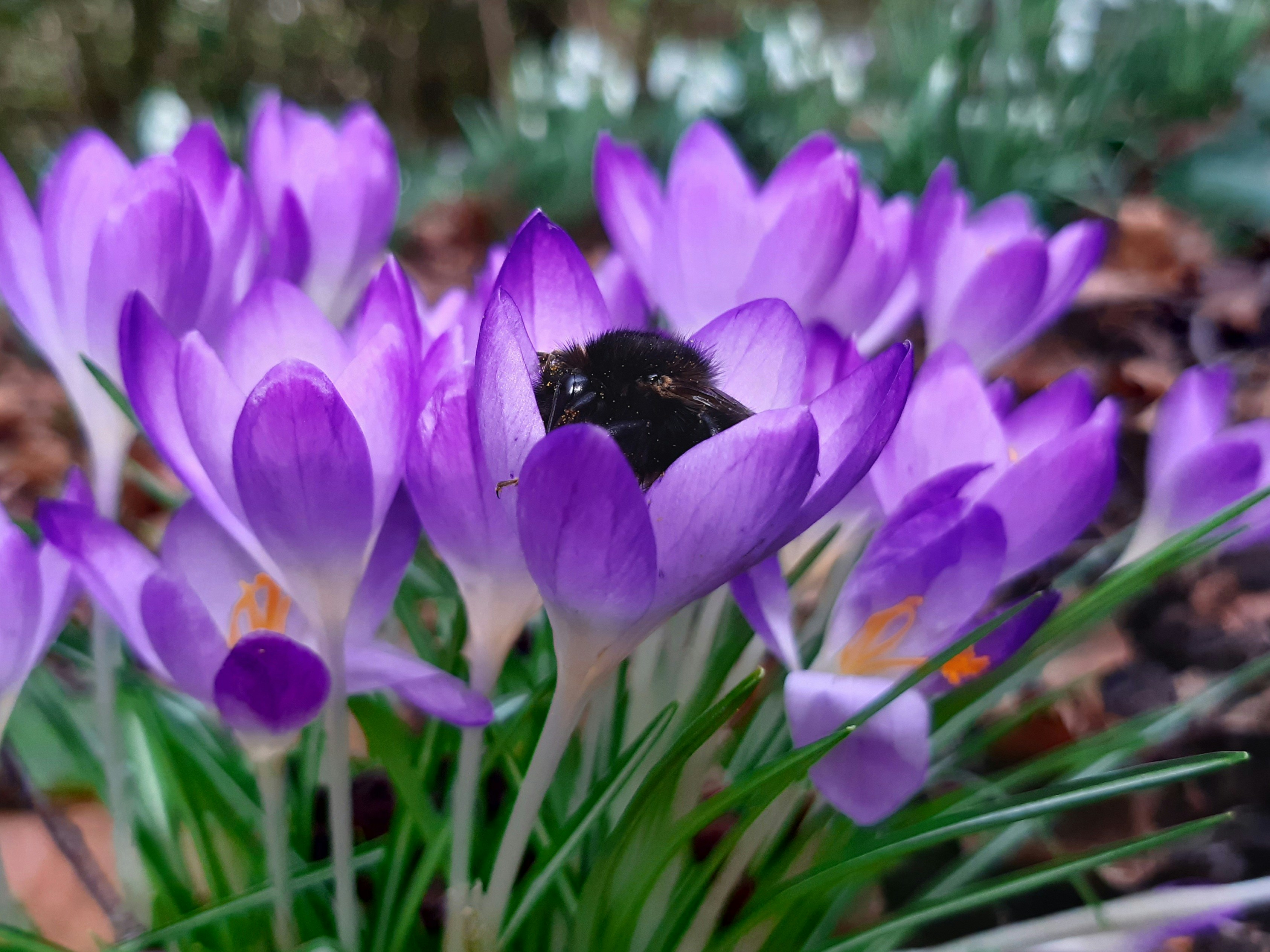 Photograph of vibrant purple crocuses with a bee resting on the central bloom, highlighting springtime detail.