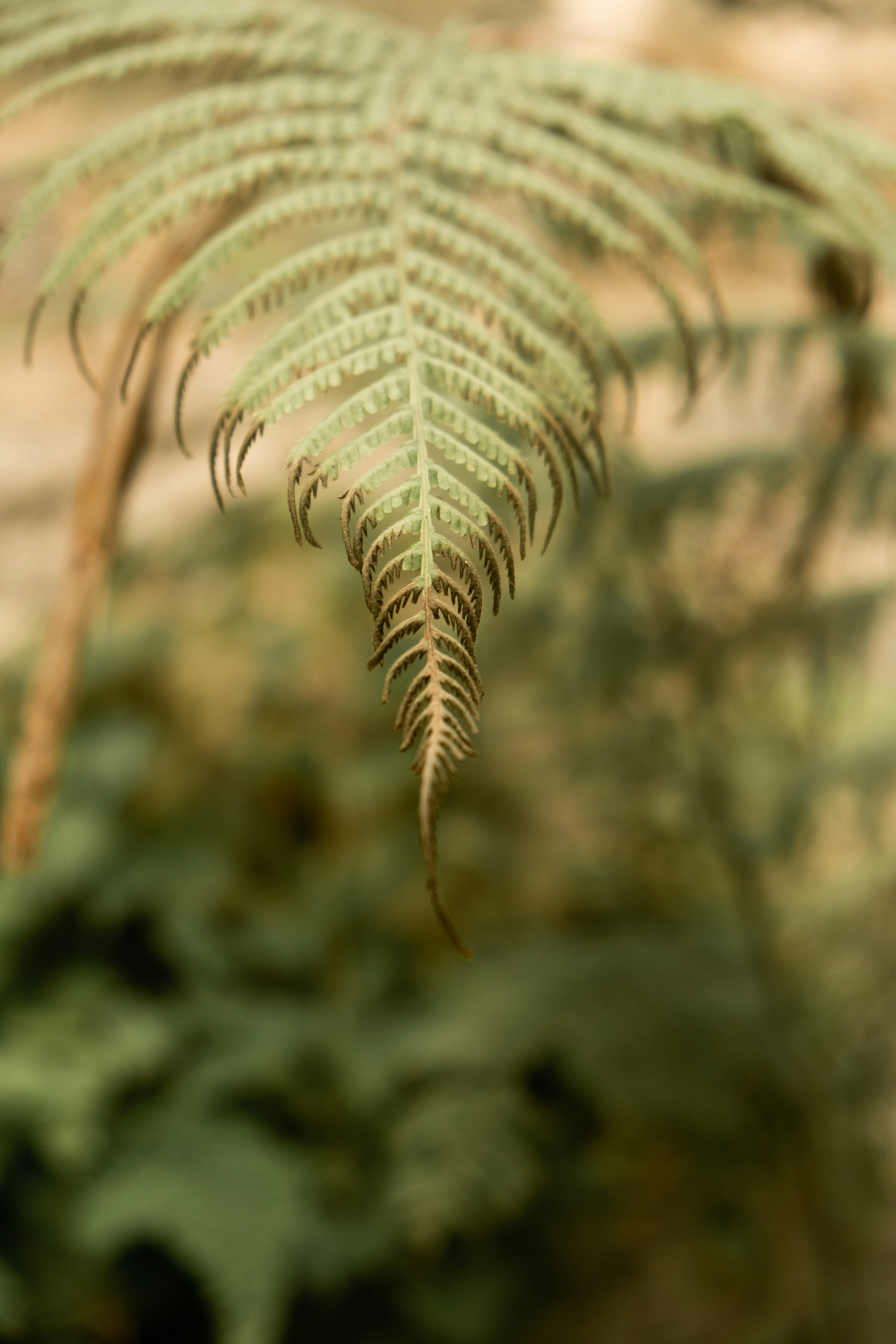 Center-Stage Fern Frond in Velvet Bokeh
