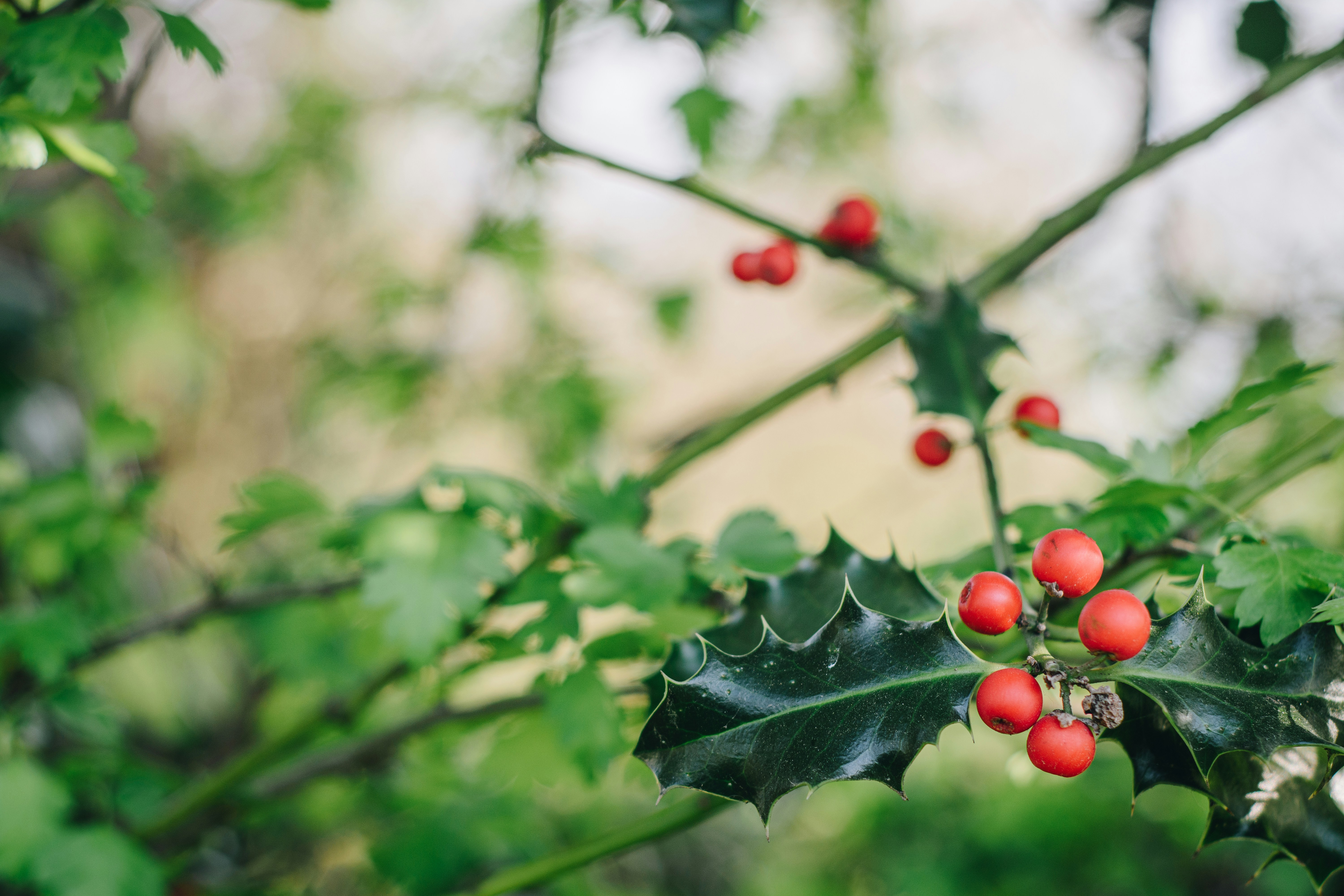Fruits ronds rouges sur feuille verte photo – Photo Le printemps ...