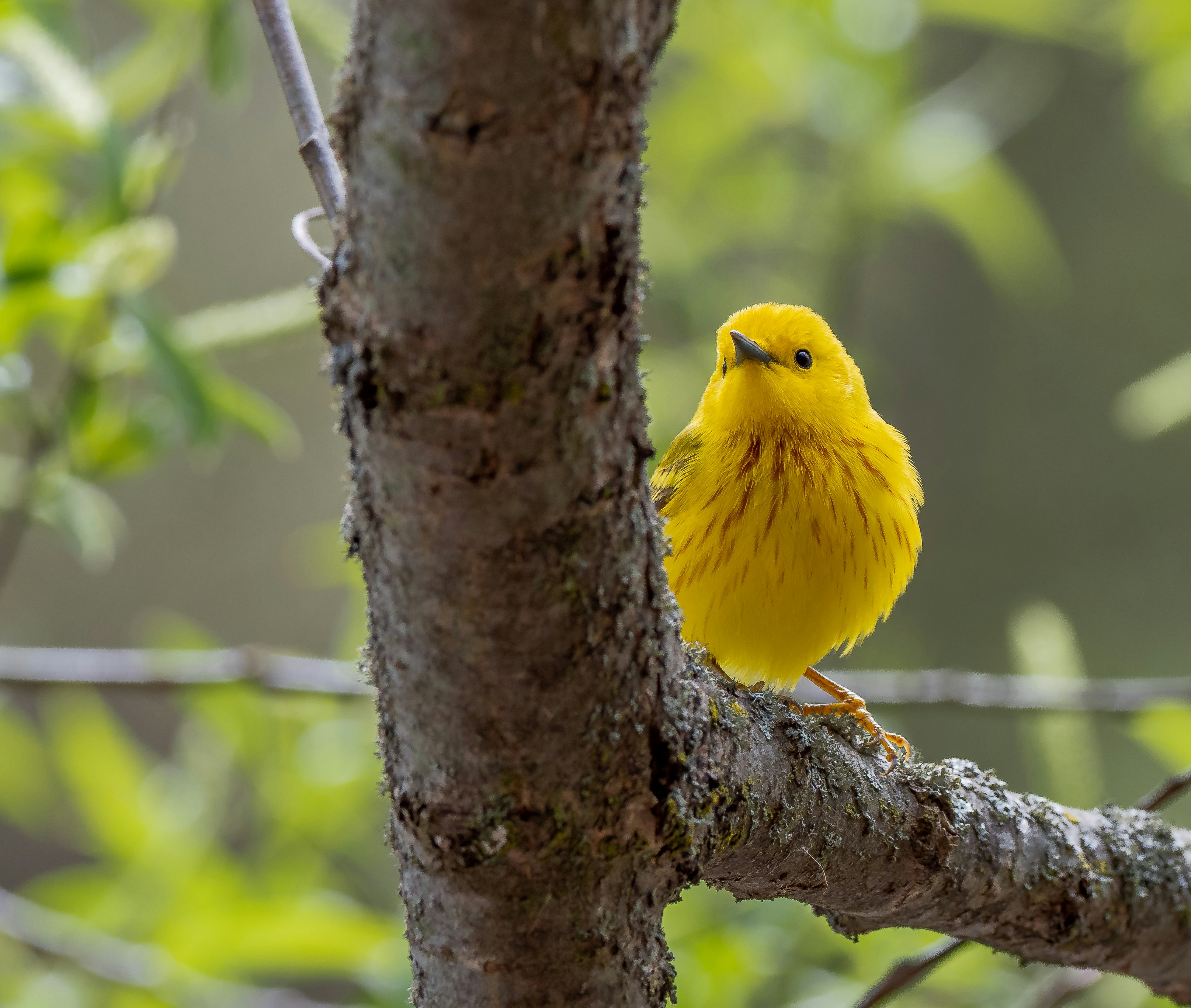 Vibrant yellow bird perched on a tree branch, surrounded by lush green foliage. The scene conveys a serene moment in nature.