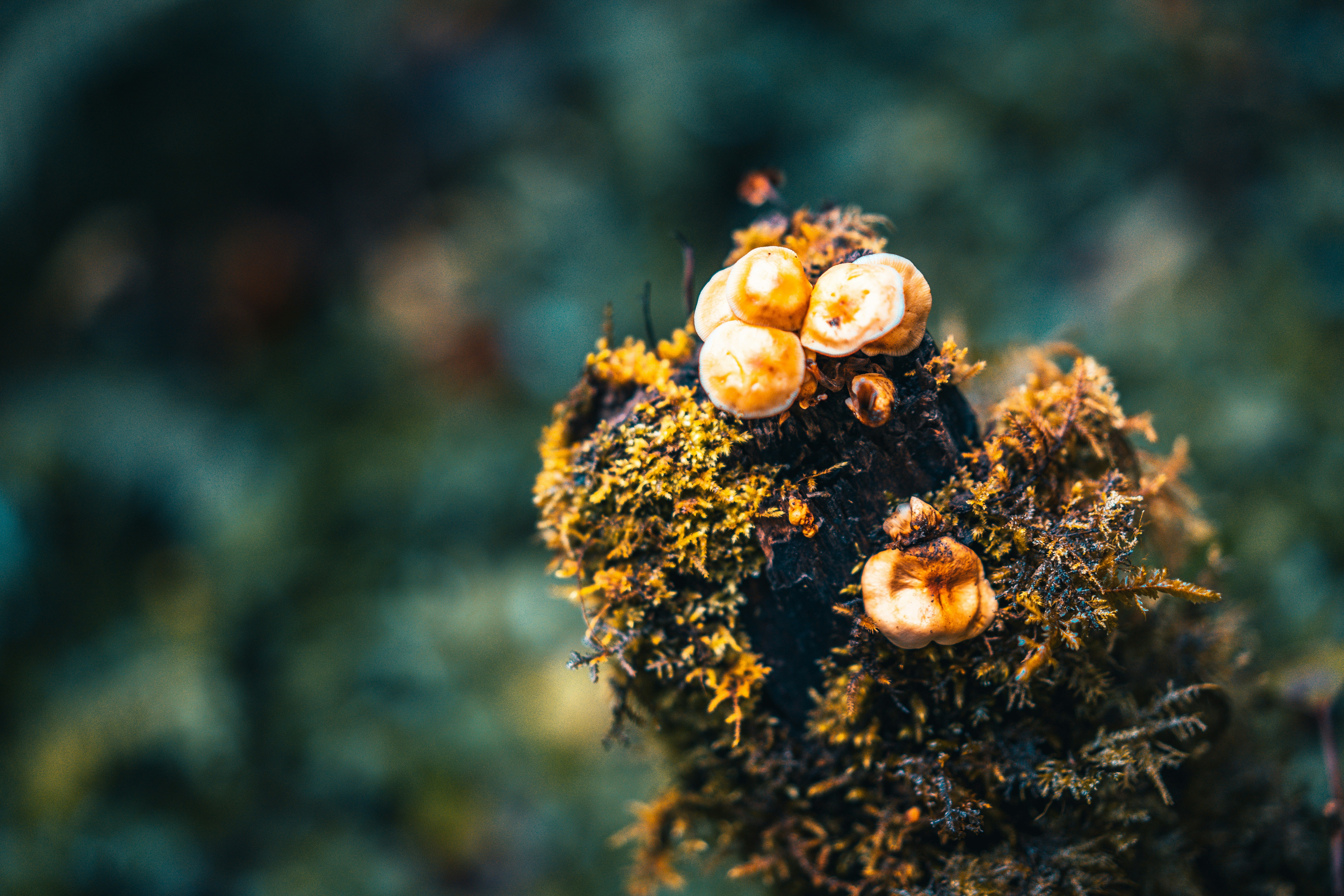Lichen-clad Stems Bearing Golden Spores