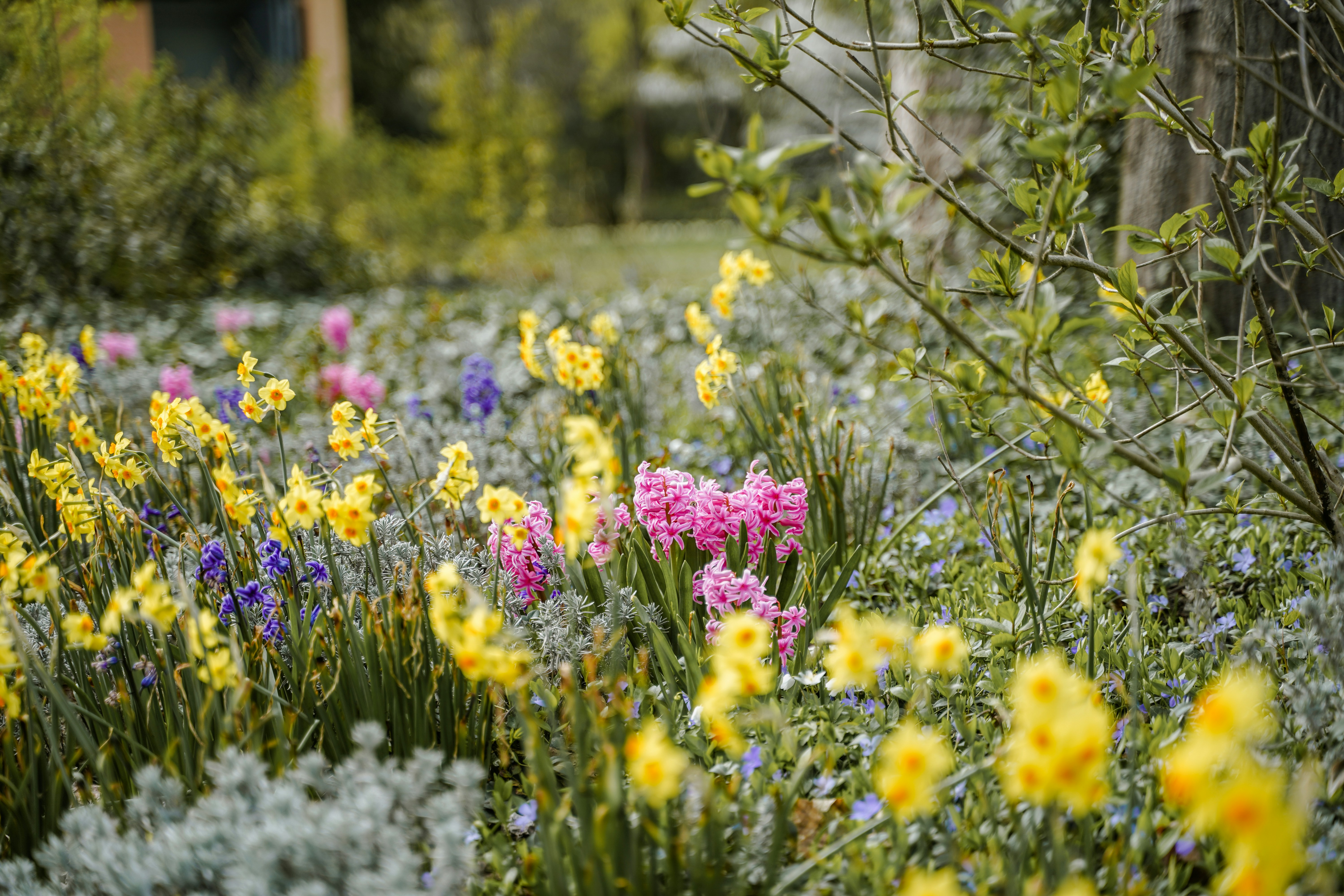 Vibrant flowers in a garden setting, showcasing a mix of yellow, pink, and purple hues amidst lush greenery.