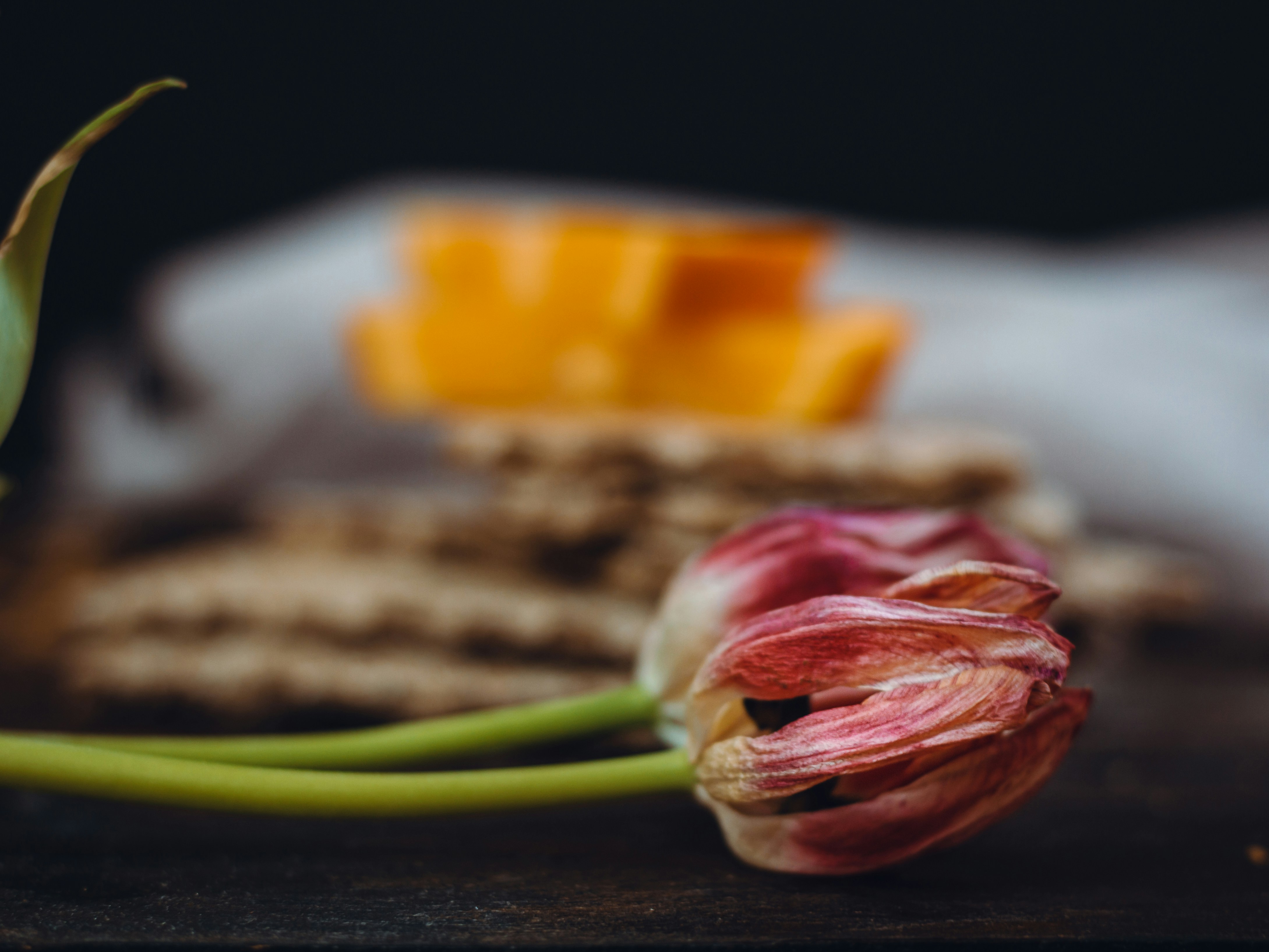 tulip