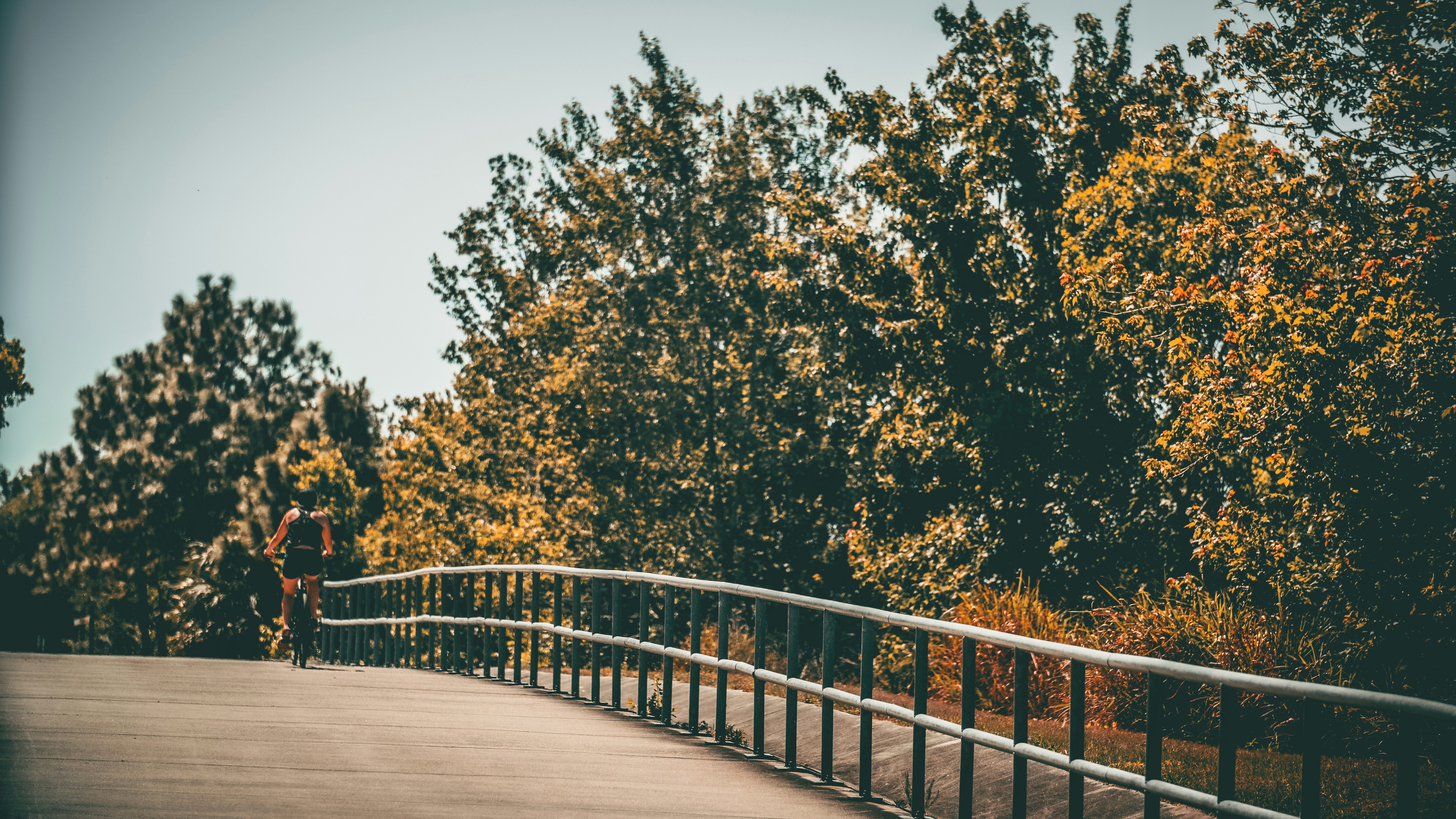 White wooden bridge near green trees during daytime photo – Free Usa ...