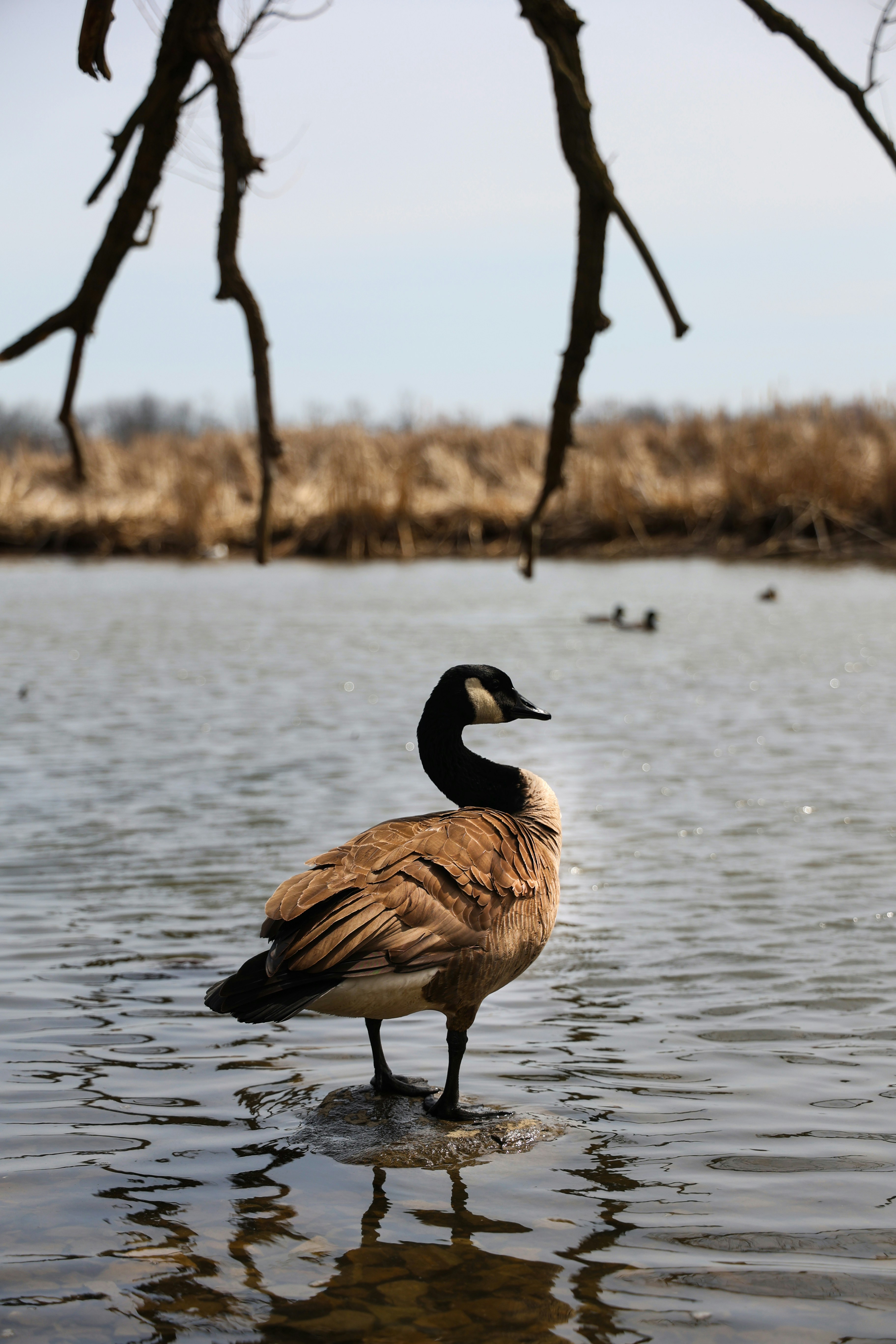 Stilled Marsh Moment: A Canada Goose in the Foreground with Hanging Branches