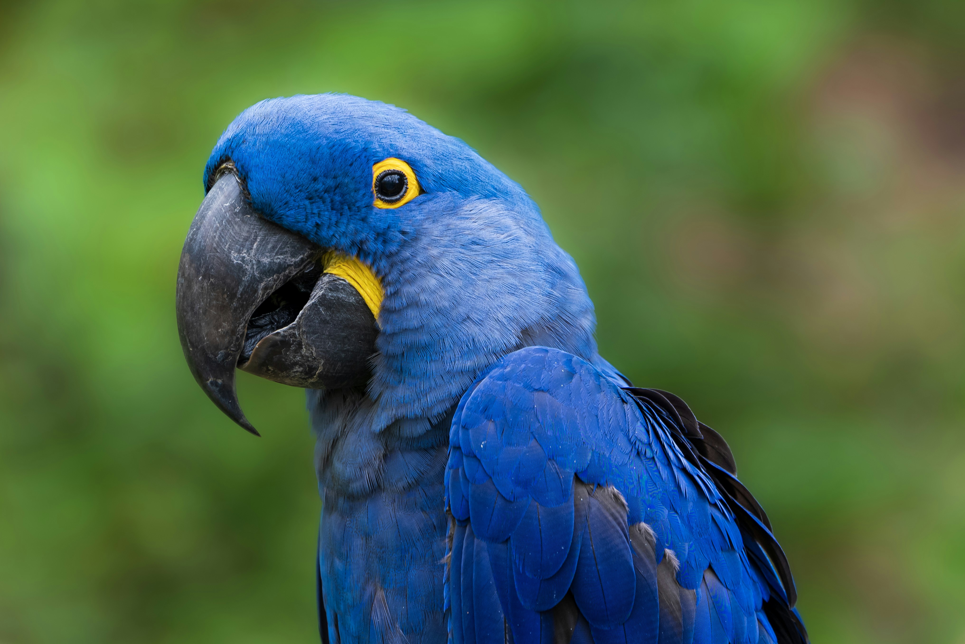 Blue Macaw Pictures | Download Free Images on Unsplash
