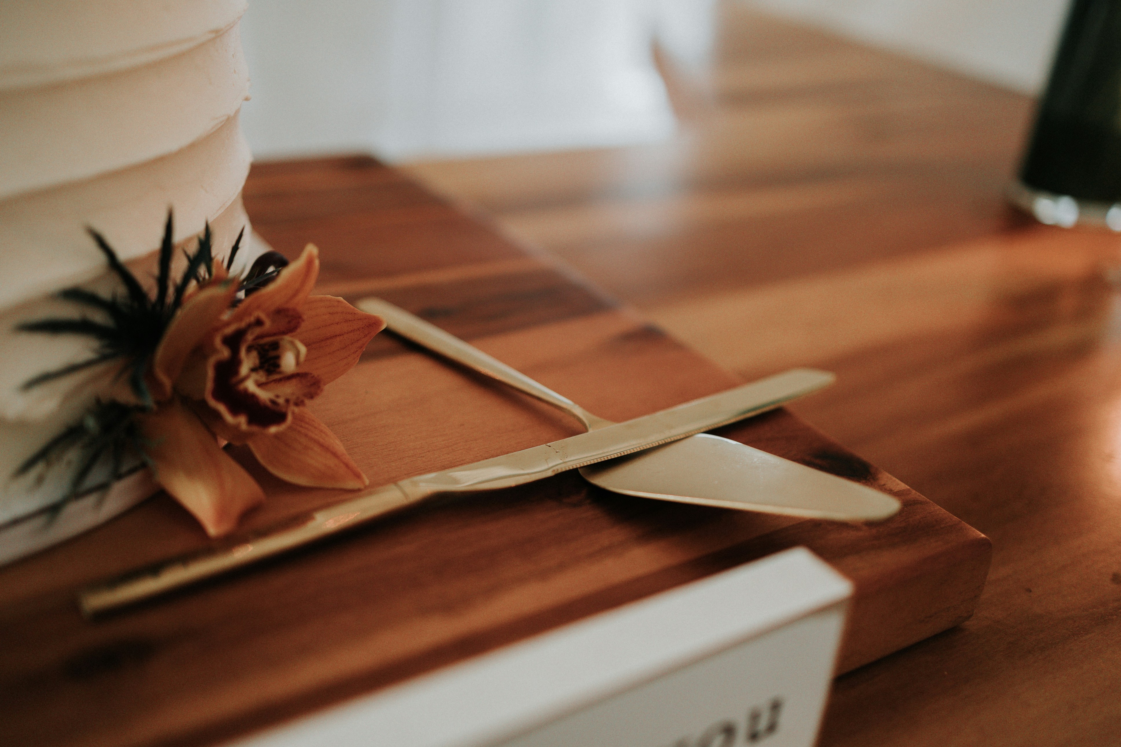 Petal on the Warm Wood: A Quiet Macro Moment
