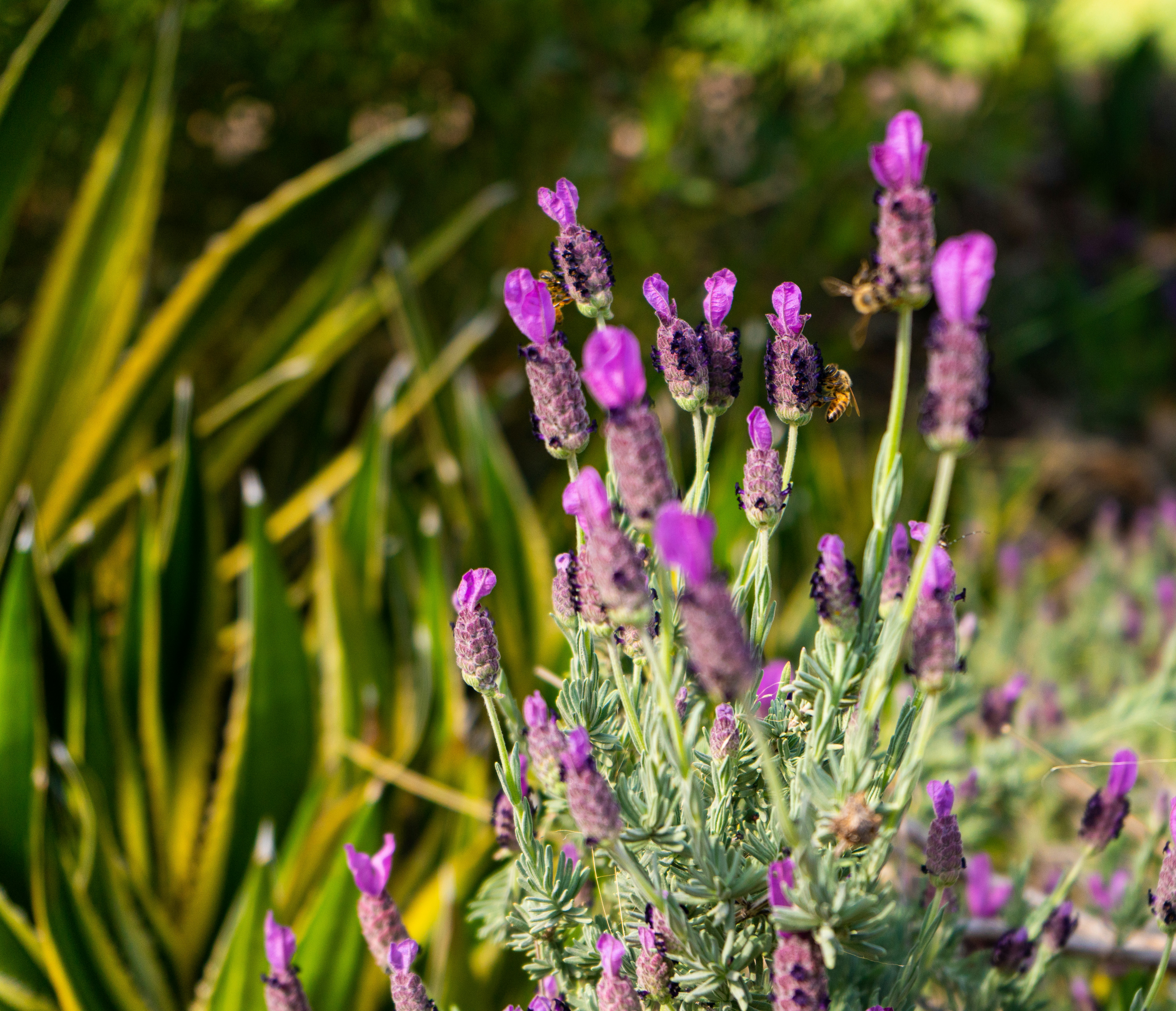 Bees Among Lavender Spires in a Sunlit Border