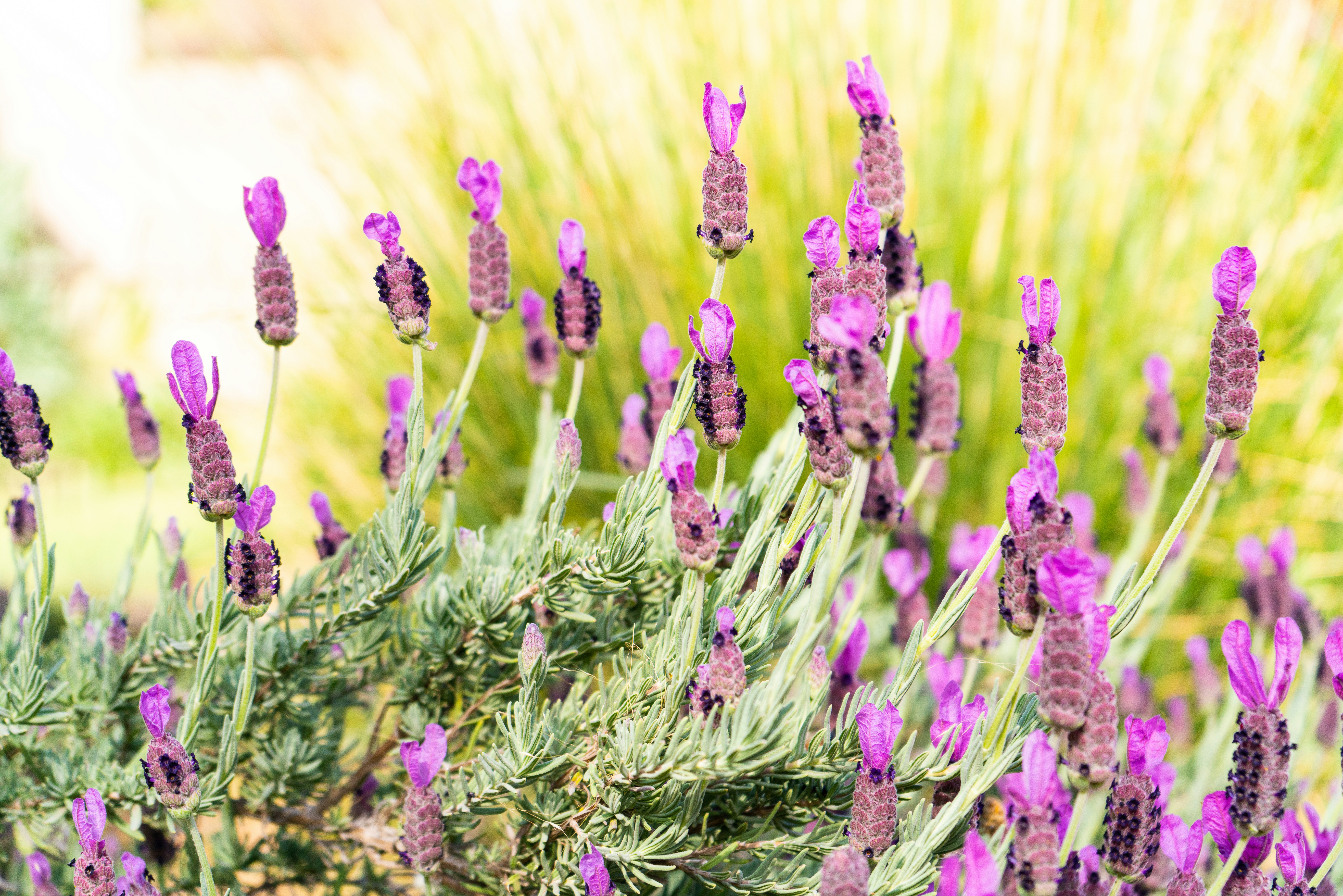Lavender Spires in Sunlit Blur