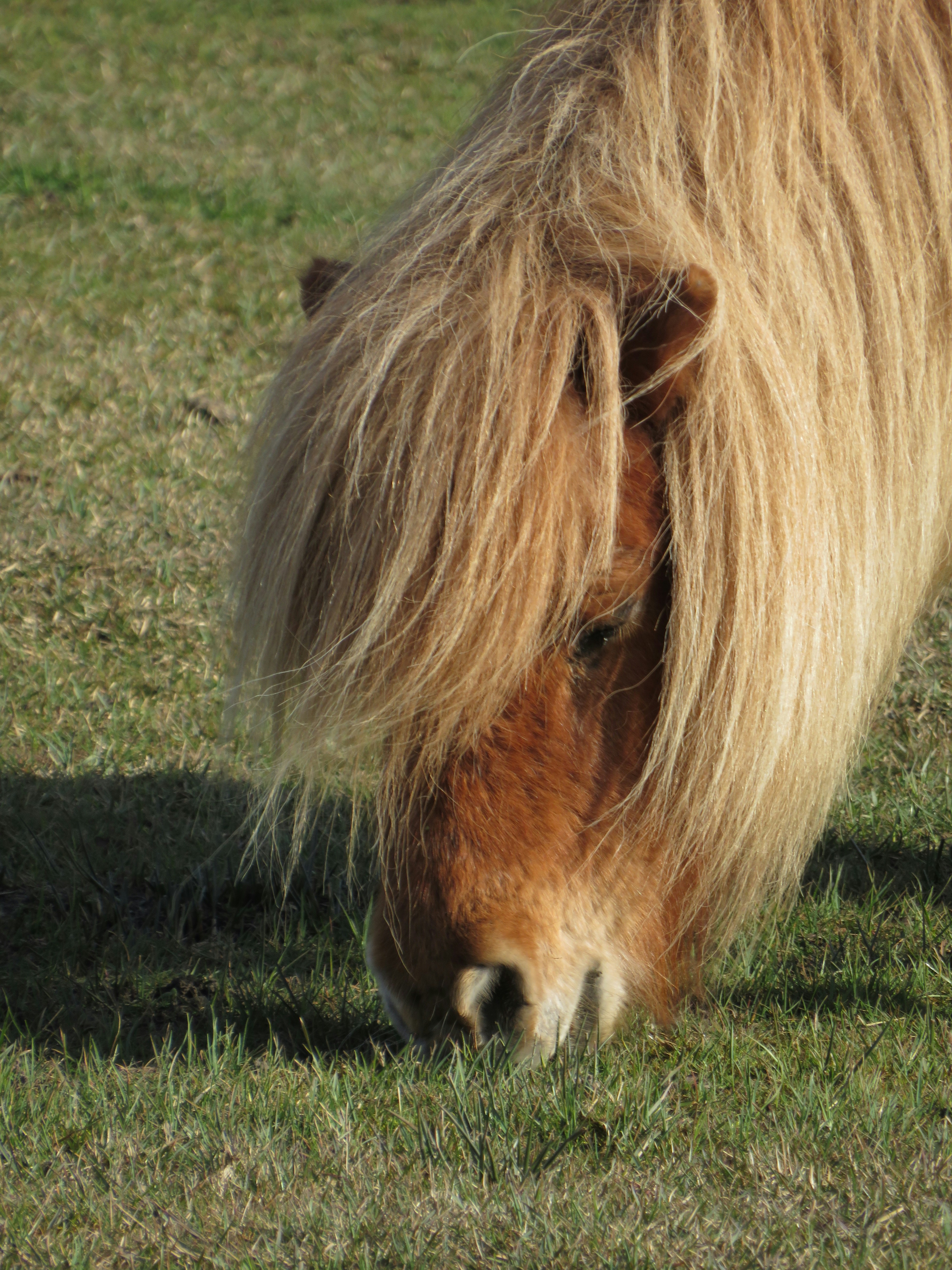 brown horse eating grass during daytime
