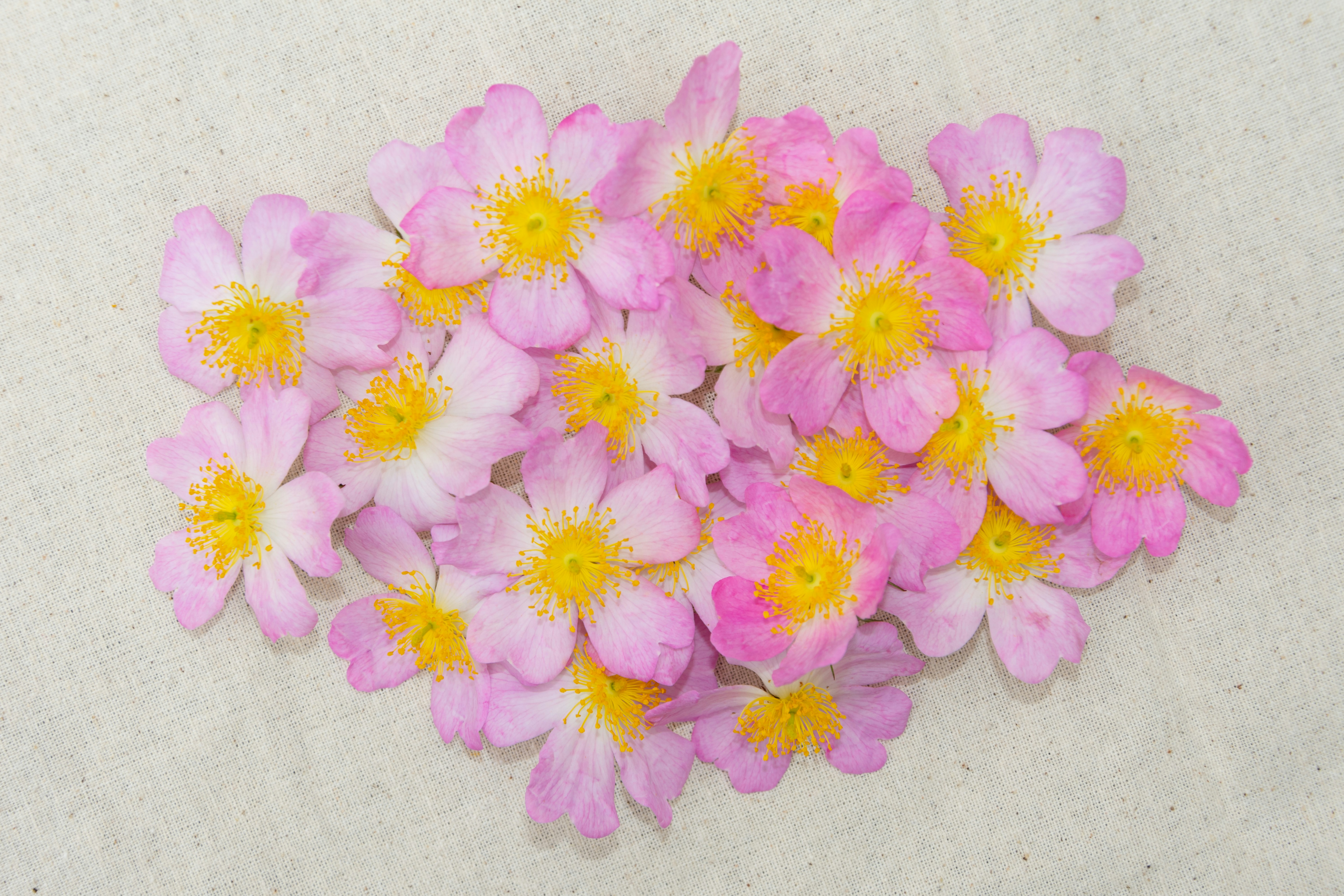 Petal Cluster Portrait: Pink Five-Petaled Blooms on Linen