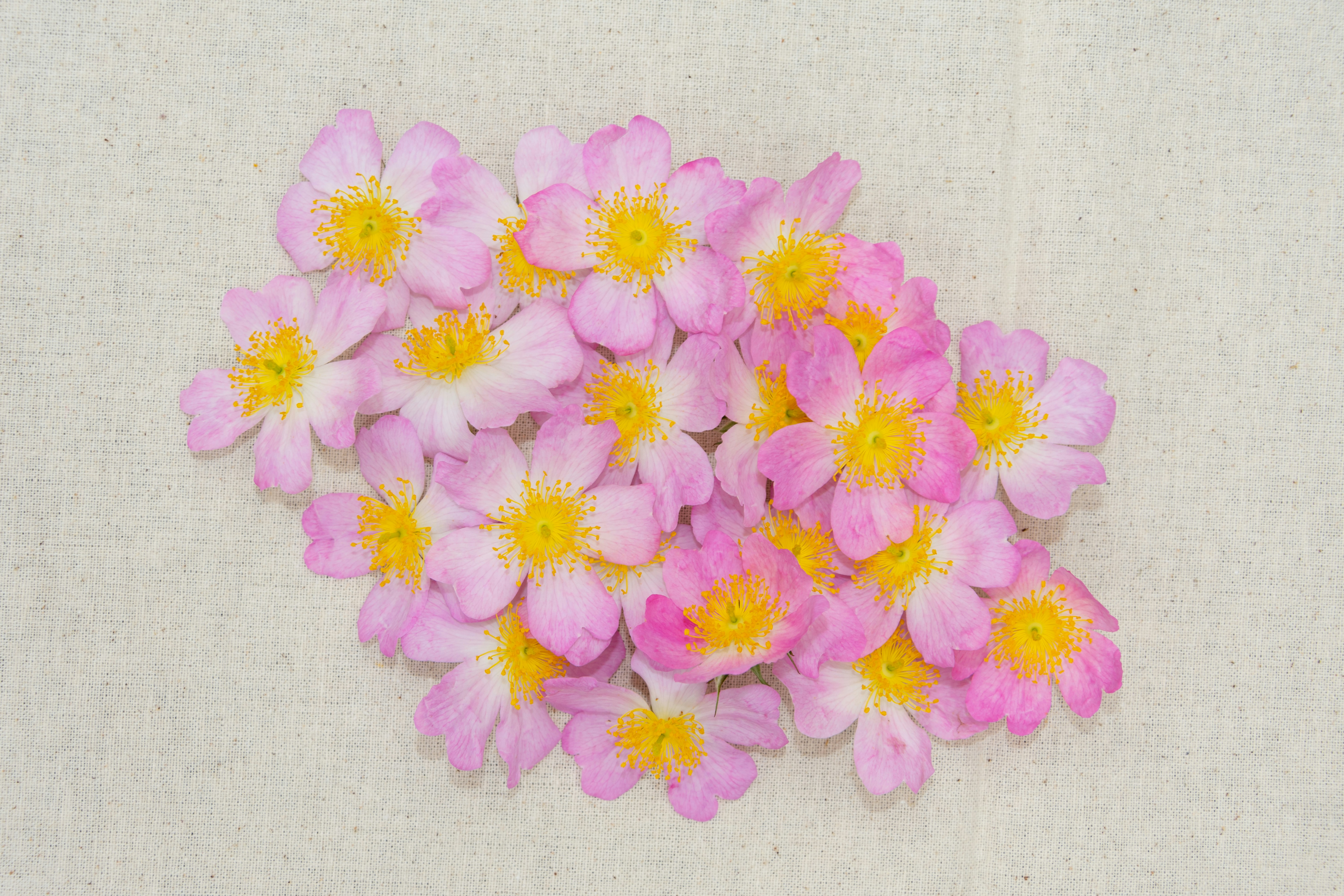 purple and white flowers on white textile