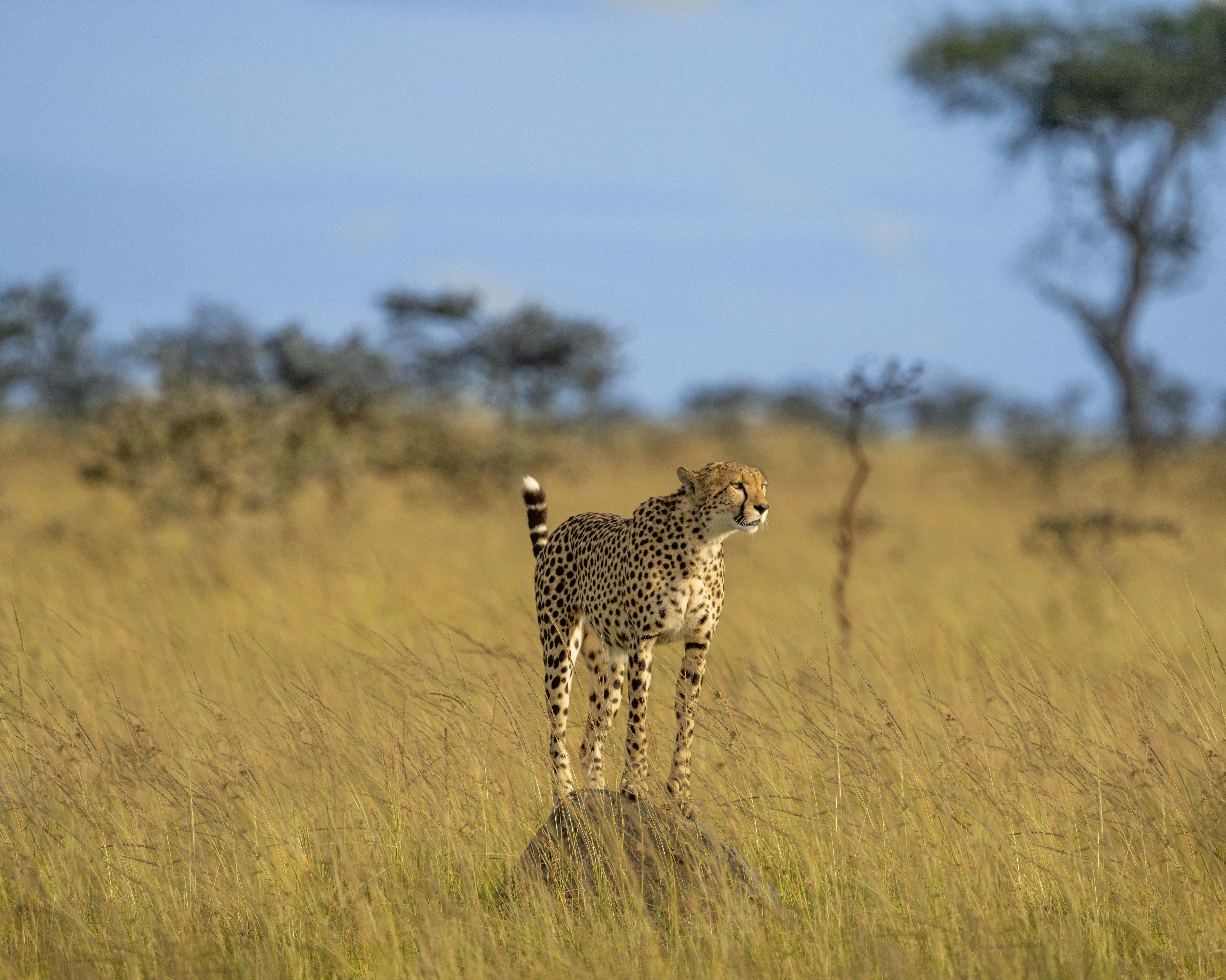 Cheetah standing on a rock amidst golden grasslands under a clear blue sky.